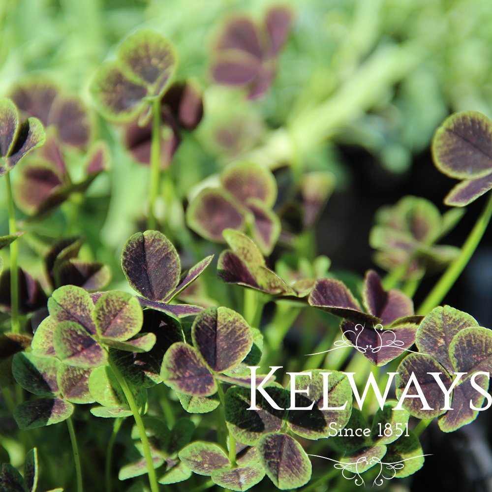 Trifolium repens 'Purpurascens Quadrifolium' - Kelways Plants Ltd