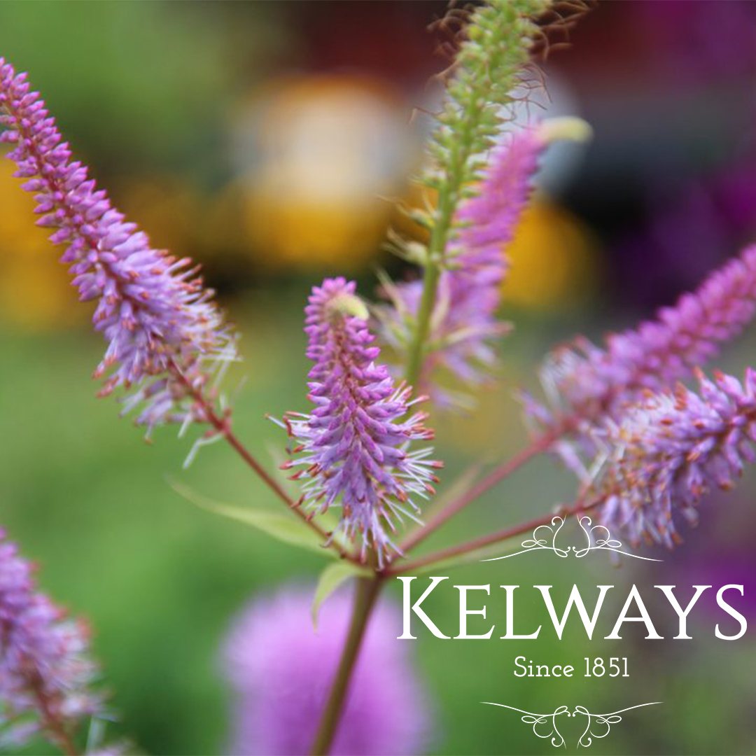 Veronicastrum virginicum f. roseum 'Pink Glow' - Kelways Plants Ltd