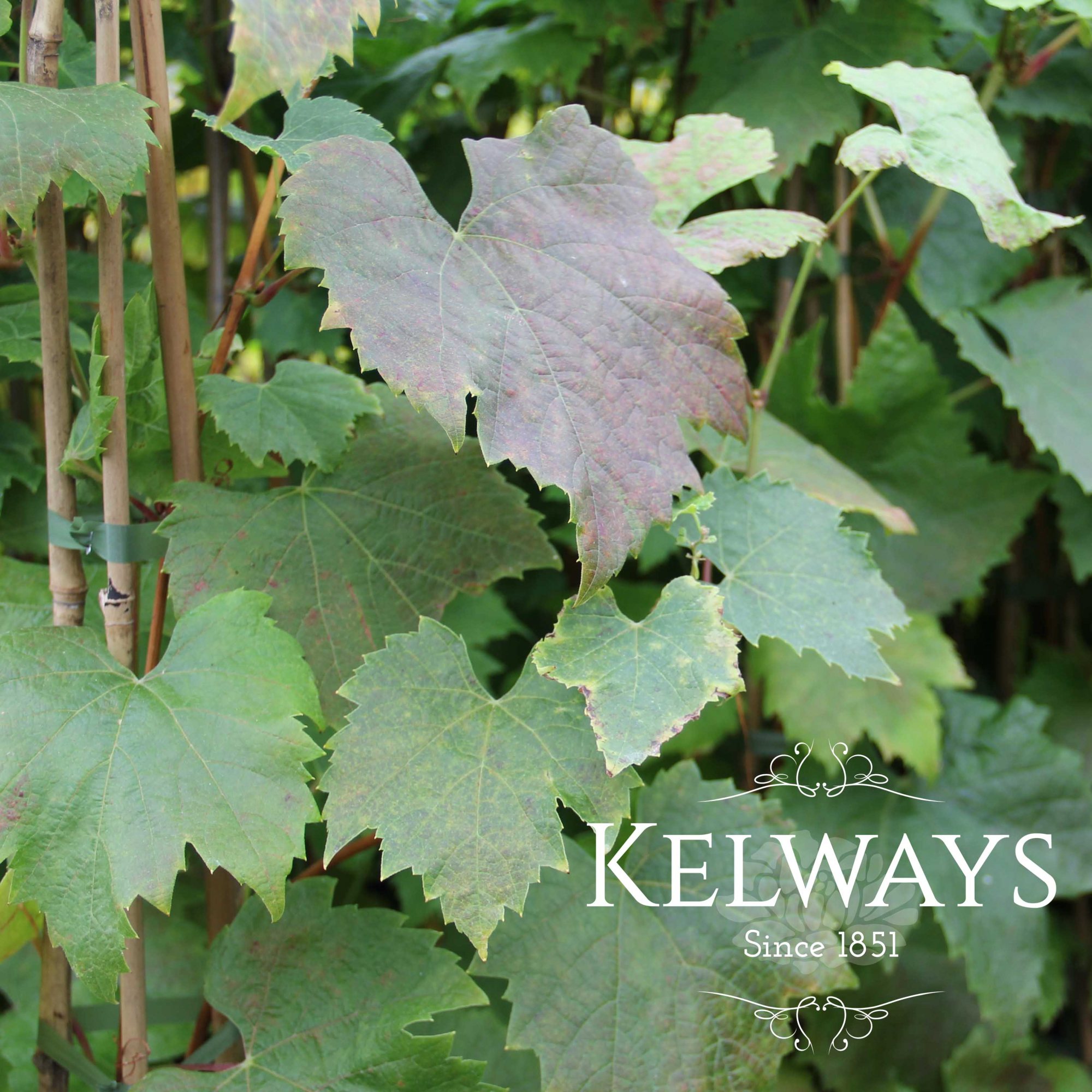 Vitis 'Brandt' (O/B) - Kelways Plants Ltd