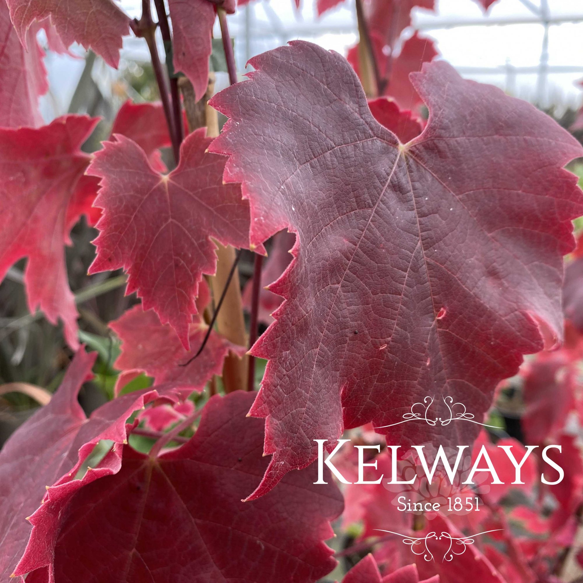 Vitis 'Brandt' (O/B) - Kelways Plants Ltd