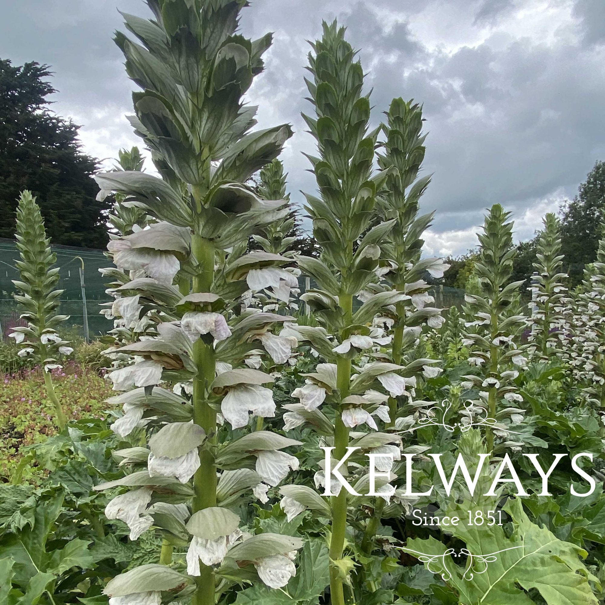 Acanthus mollis (Latifolius Group) 'Rue Ledan' - Kelways Plants Ltd