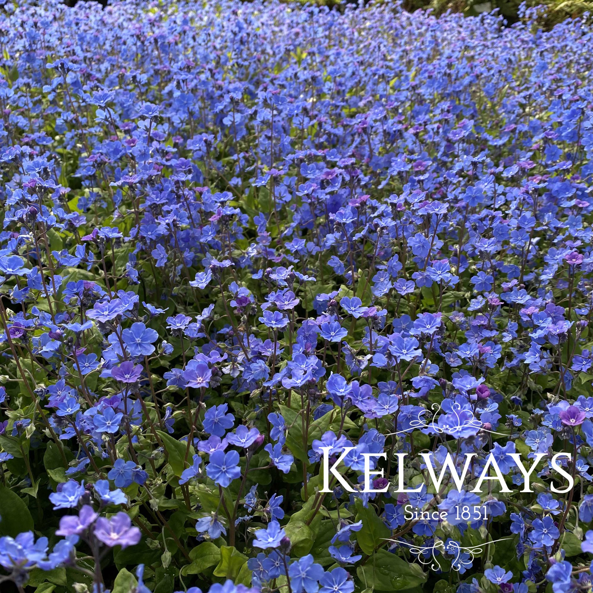Omphalodes cappadocica 'Cherry Ingram' - Kelways Plants Ltd
