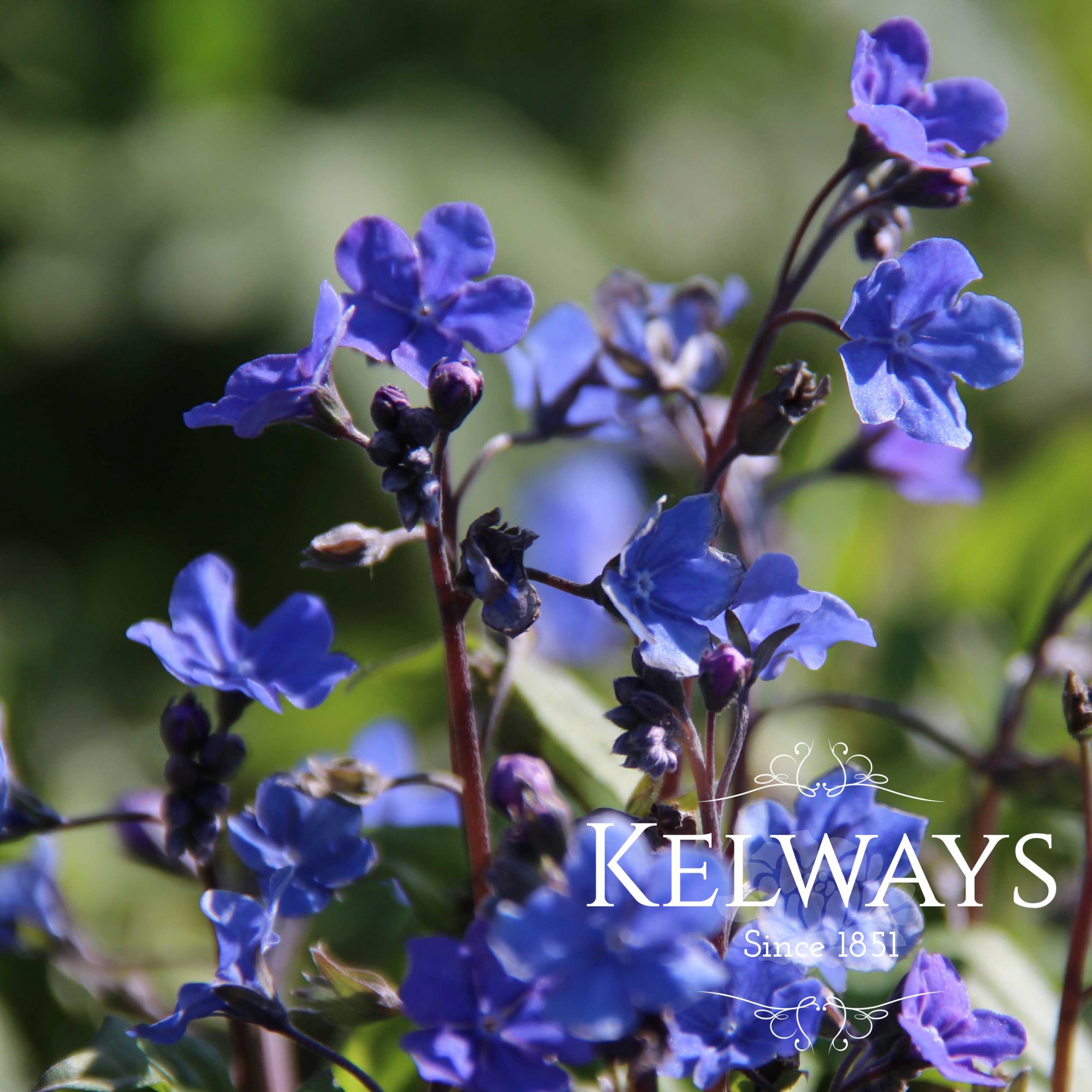 Omphalodes cappadocica 'Cherry Ingram' - Kelways Plants Ltd