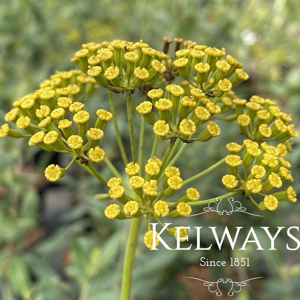 Bupleurum fruticosum - Kelways Plants Ltd
