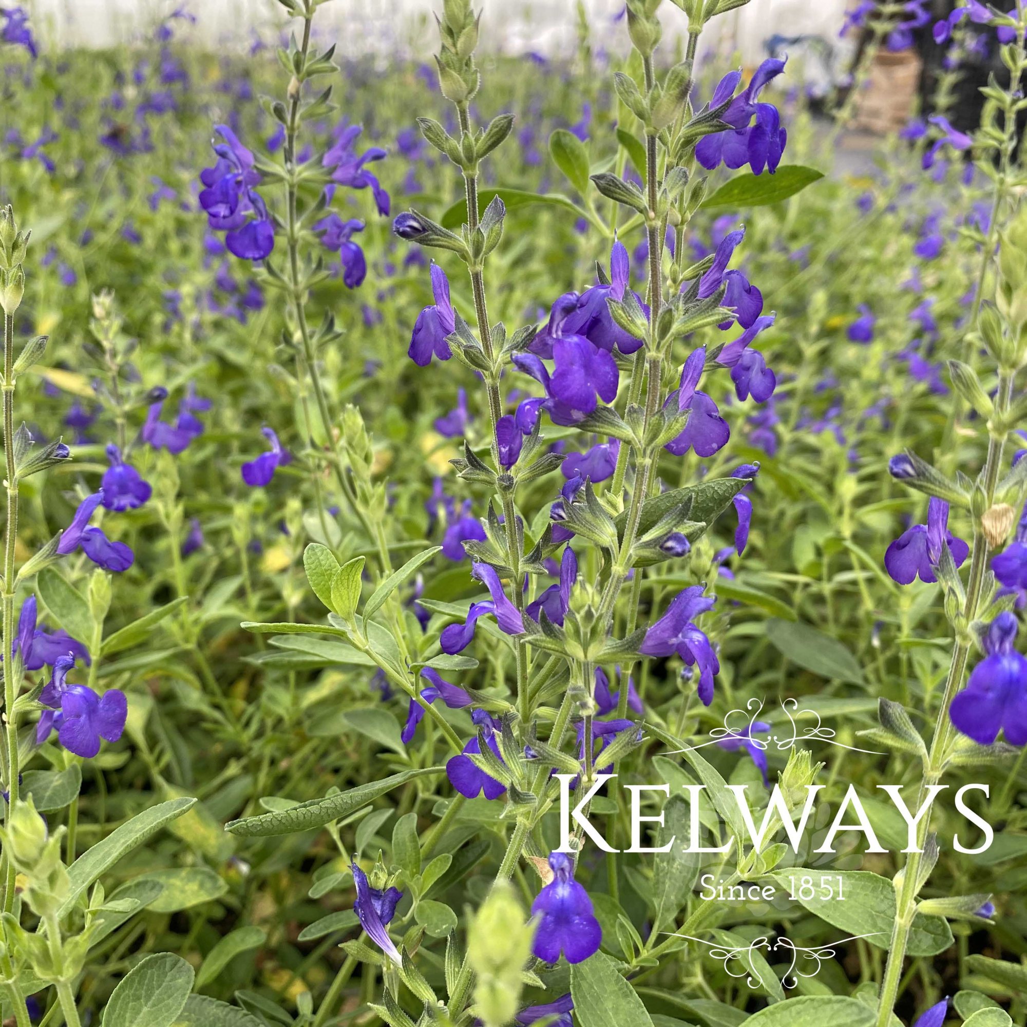 Salvia 'Blue Note' PBR - Kelways Plants Ltd