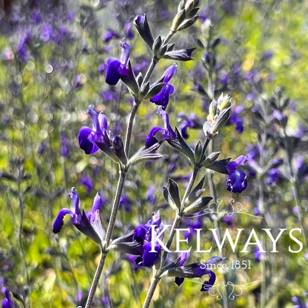 Salvia 'Blue Note' PBR - Kelways Plants Ltd