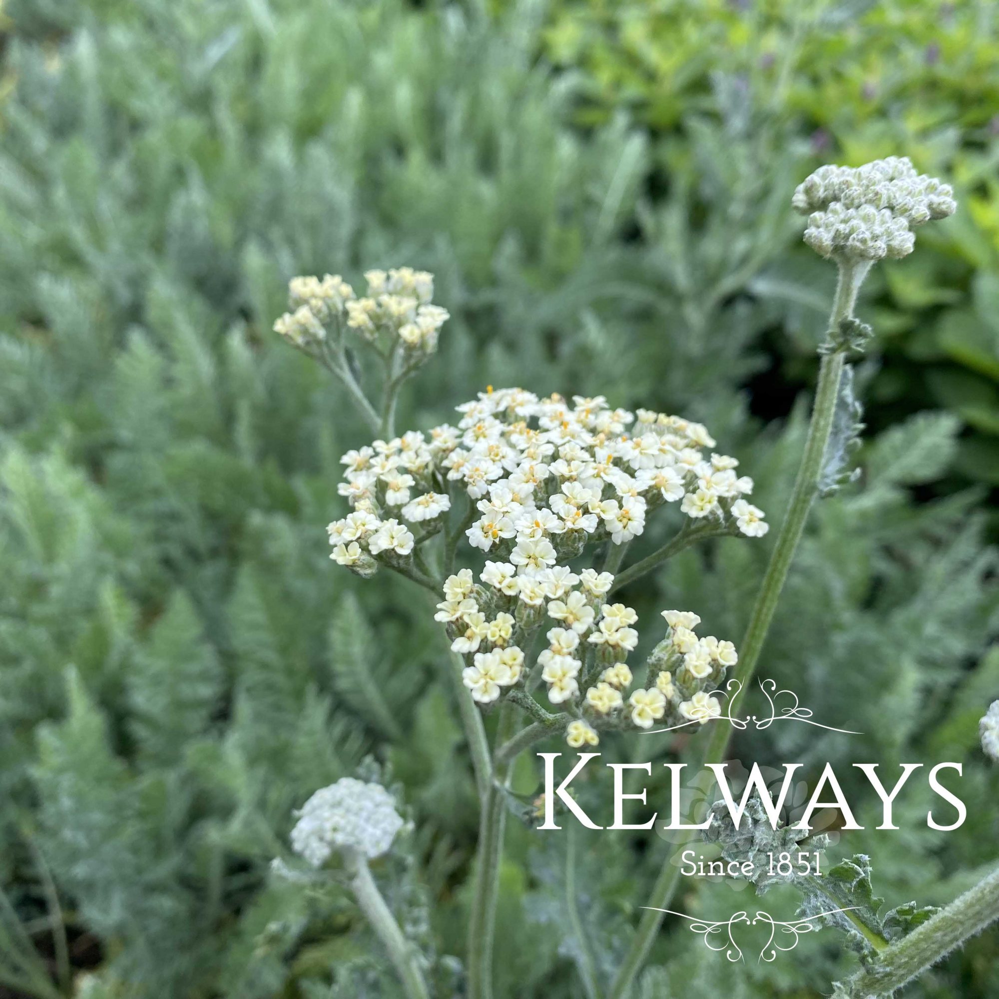 Achillea 'Alabaster' - Kelways Plants Ltd