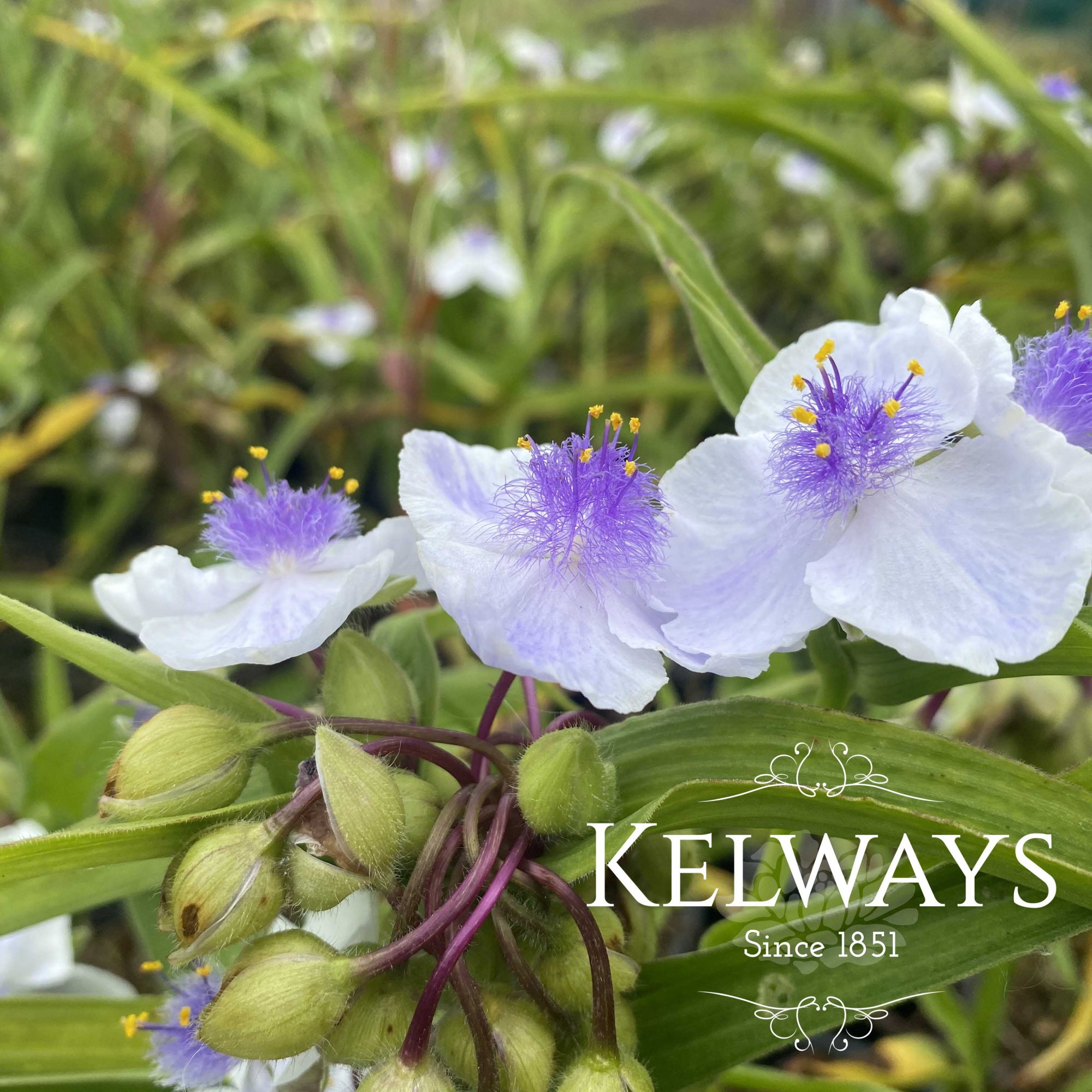 Tradescantia (Andersoniana Group) 'Osprey' - Kelways Plants Ltd