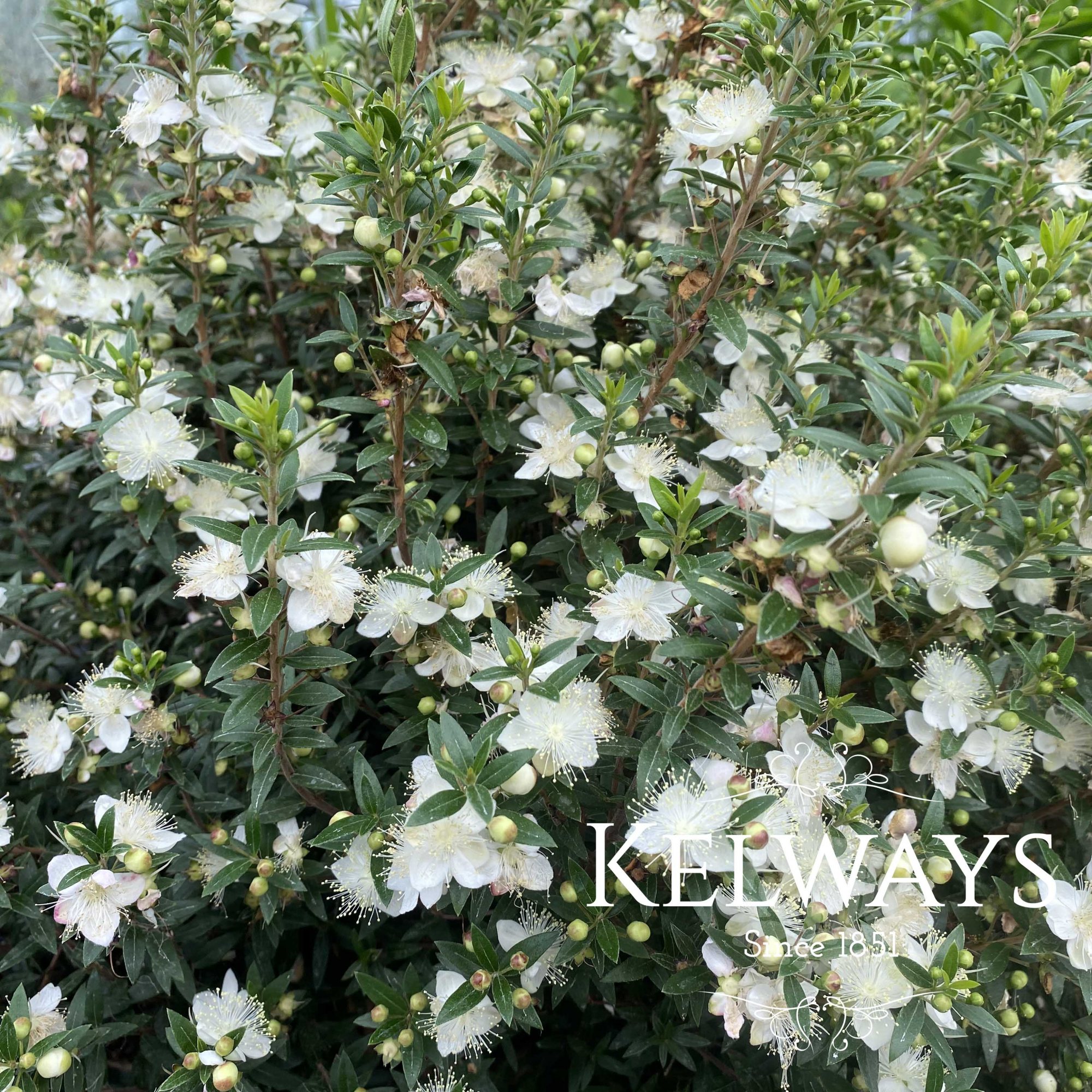 Myrtus communis subsp. tarentina - Kelways Plants Ltd