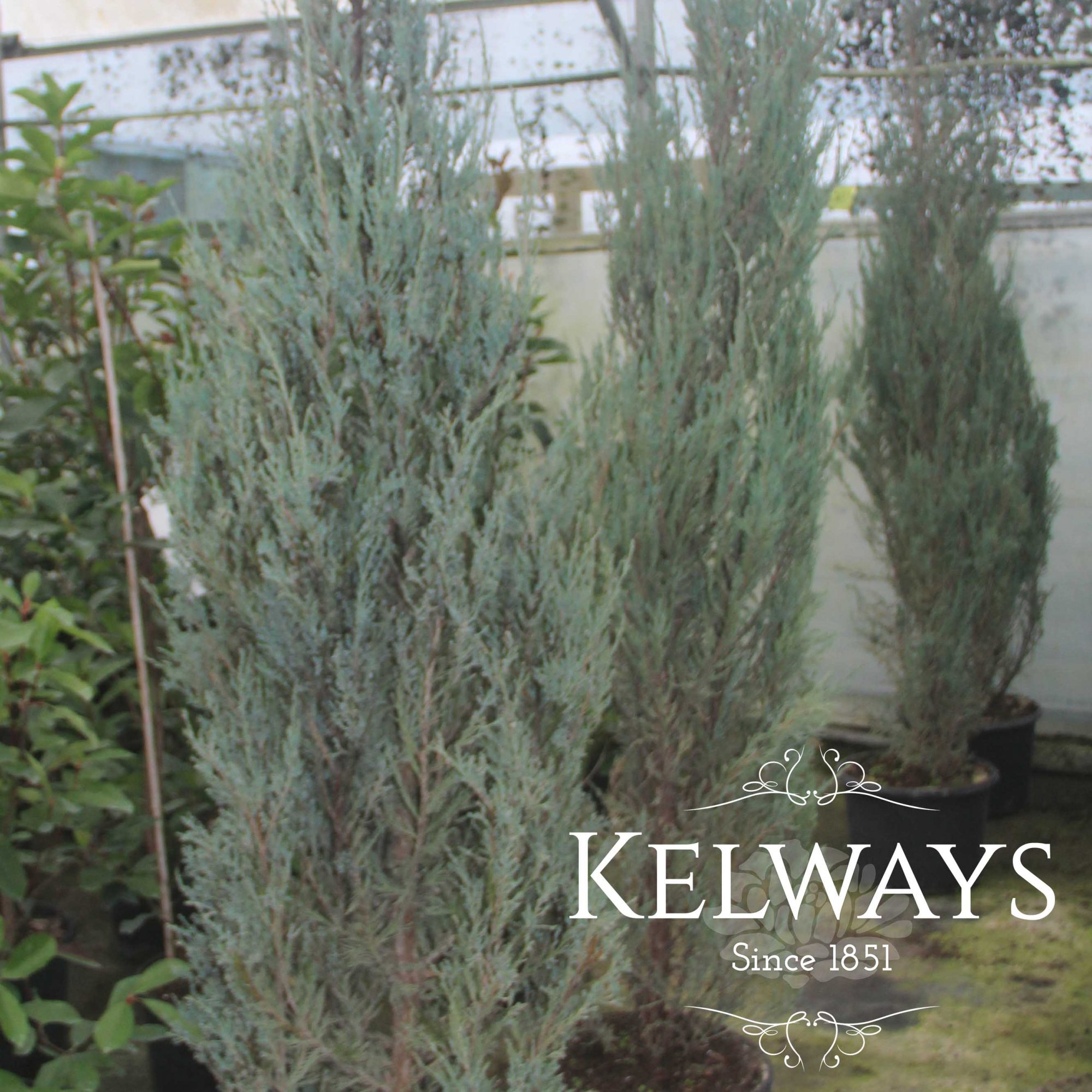 Juniperus scopulorum 'Blue Arrow' - Kelways Plants Ltd