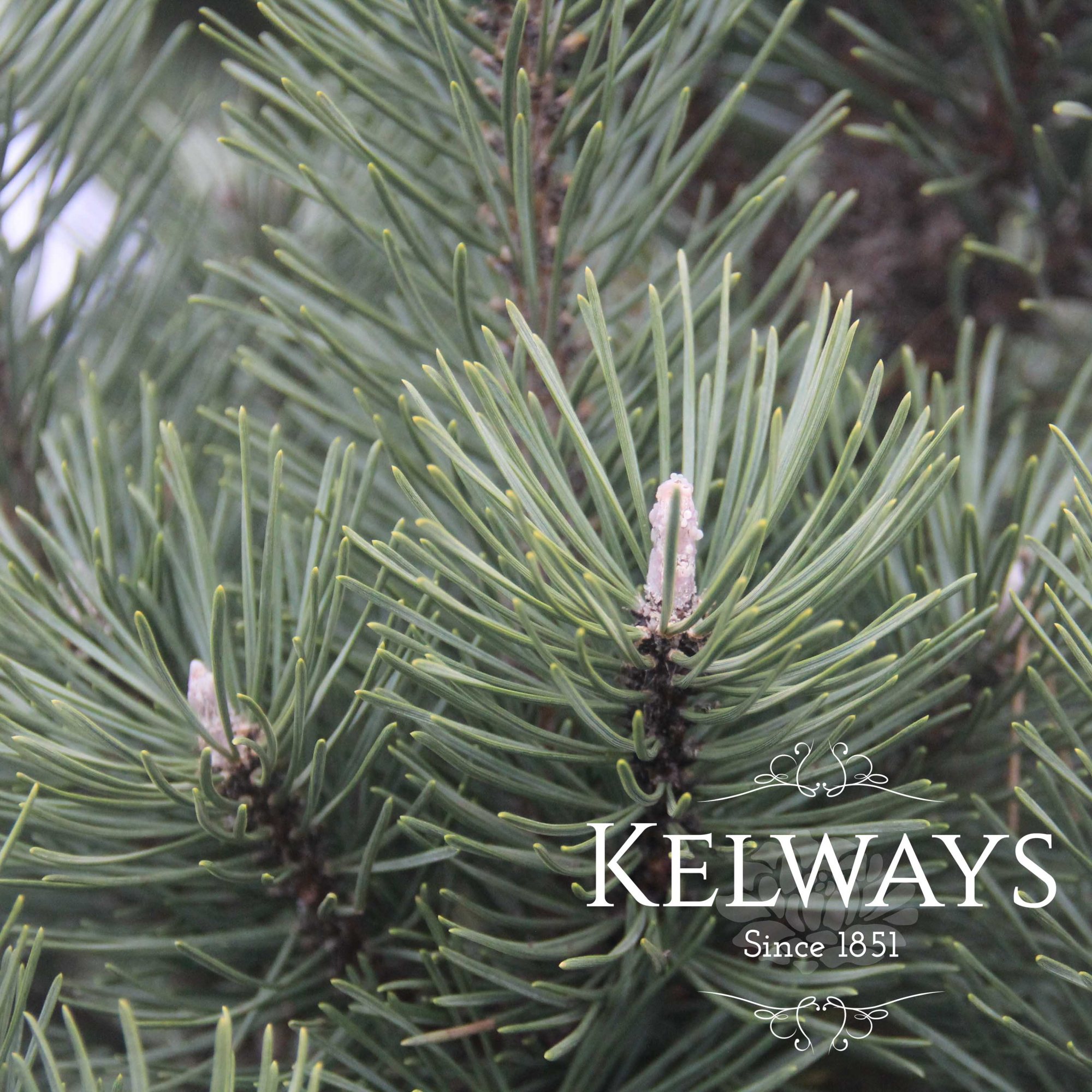 Pinus mugo 'Columbo' - Kelways Plants Ltd