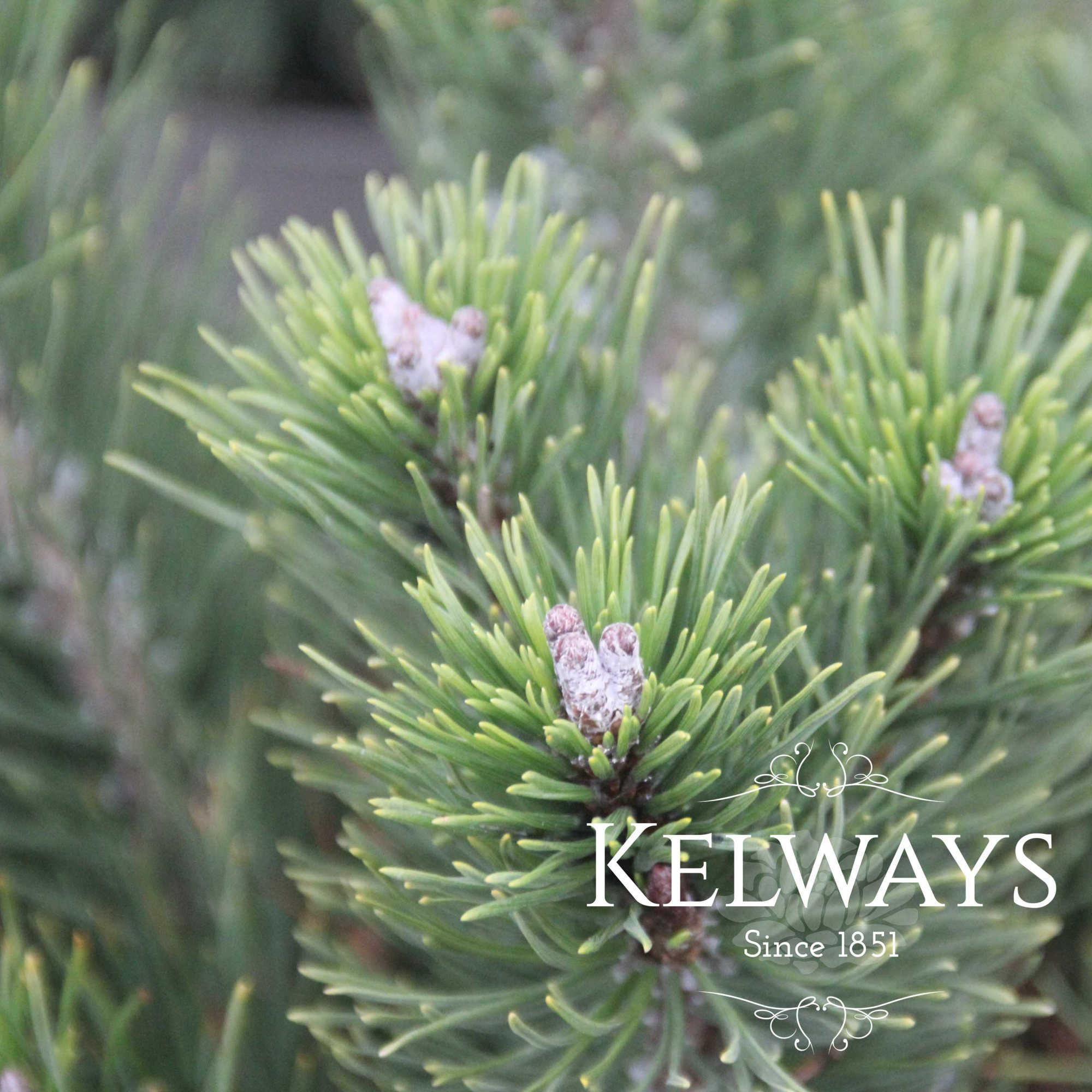 Pinus mugo mughus - Kelways Plants Ltd
