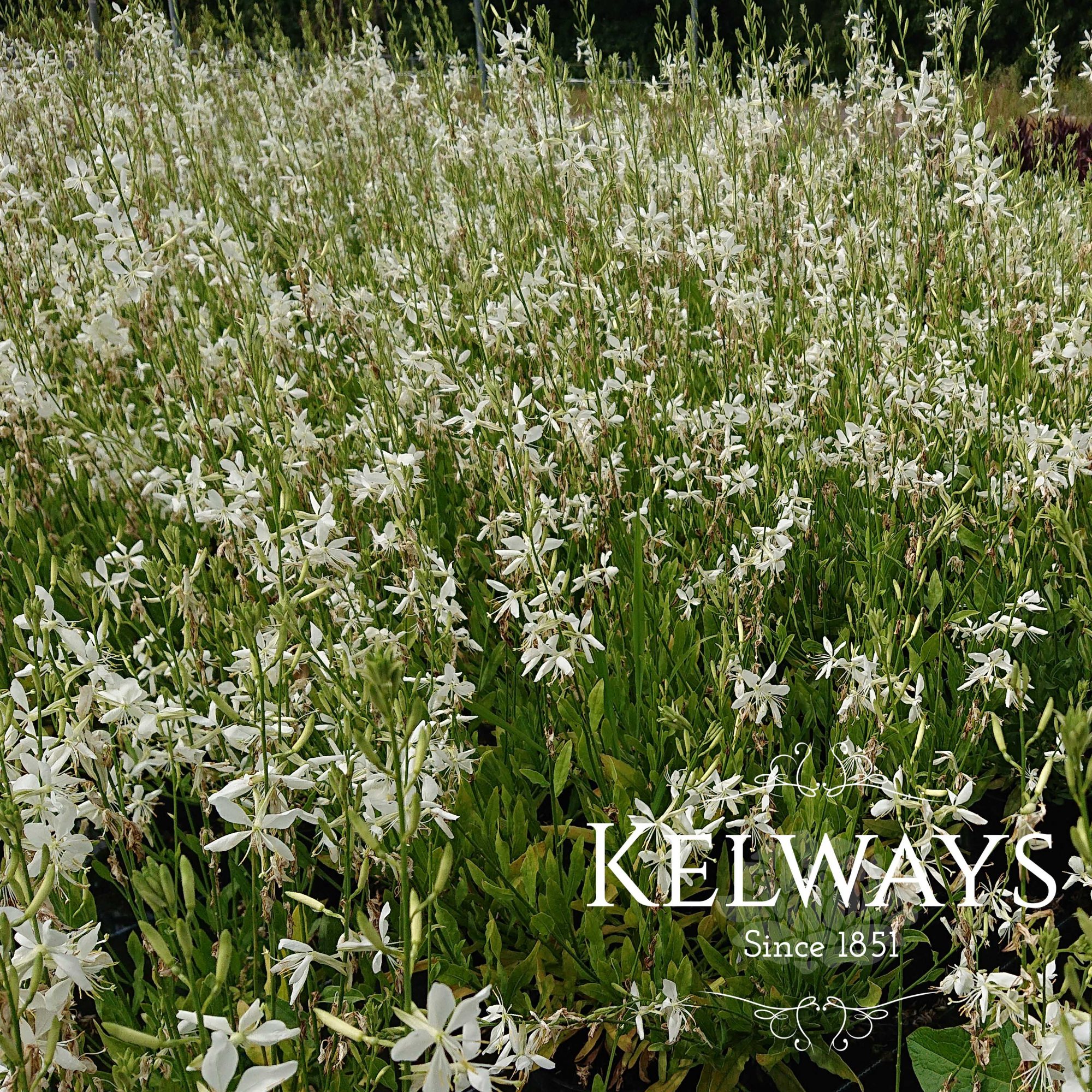 Gaura lindheimeri PAPILLON ('Nugaupapil' PBR) - Kelways Plants Ltd