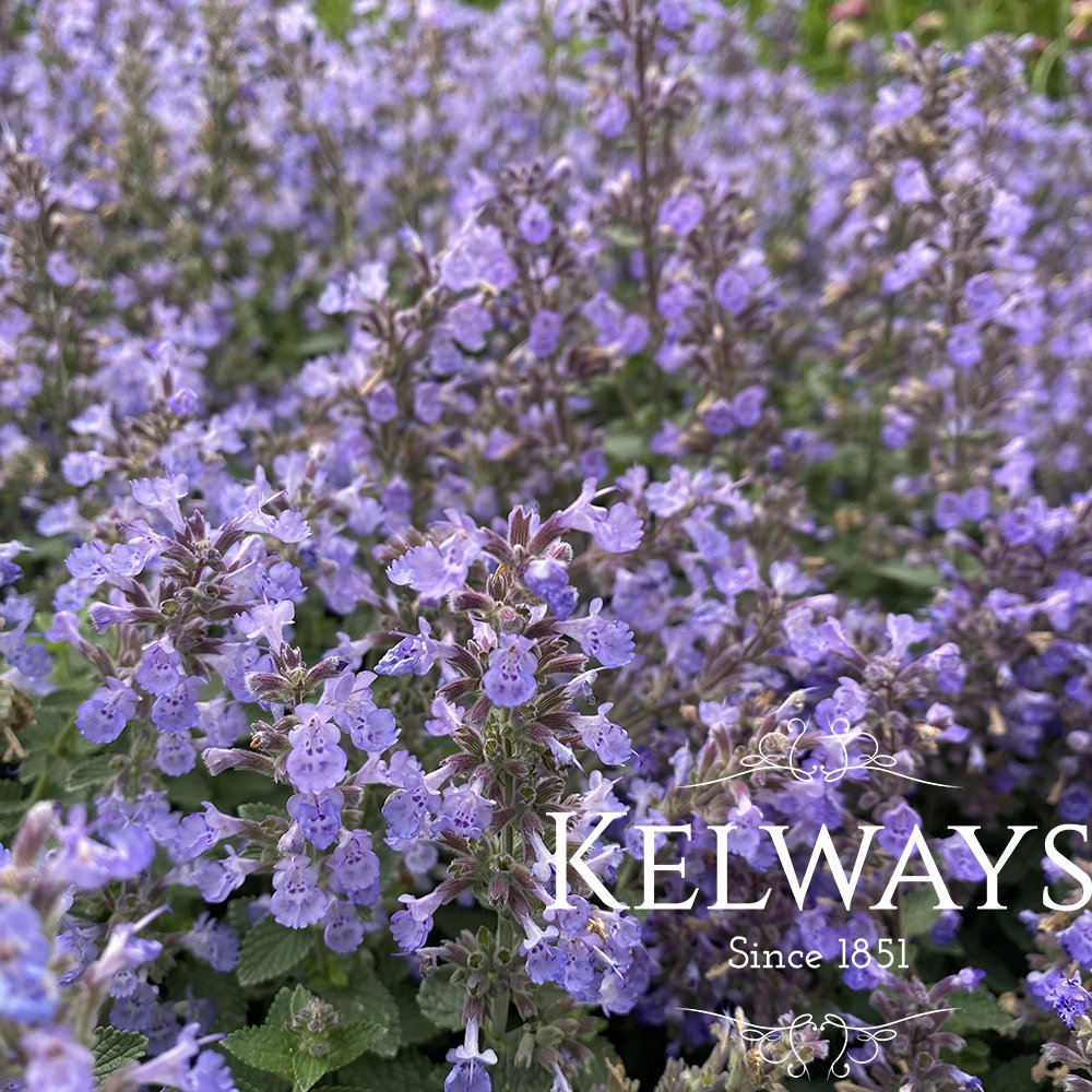 Nepeta x faassenii 'Purrsian Blue' - Kelways Plants Ltd