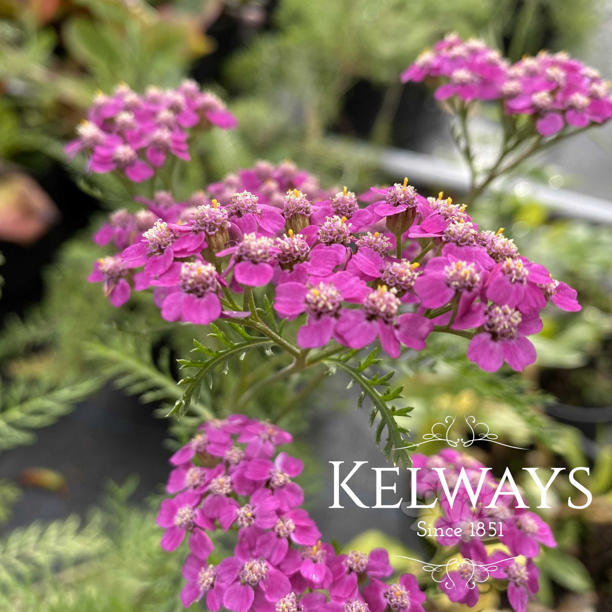 Achillea millefolium 'Layla' (Song Siren Series) - Kelways Plants Ltd