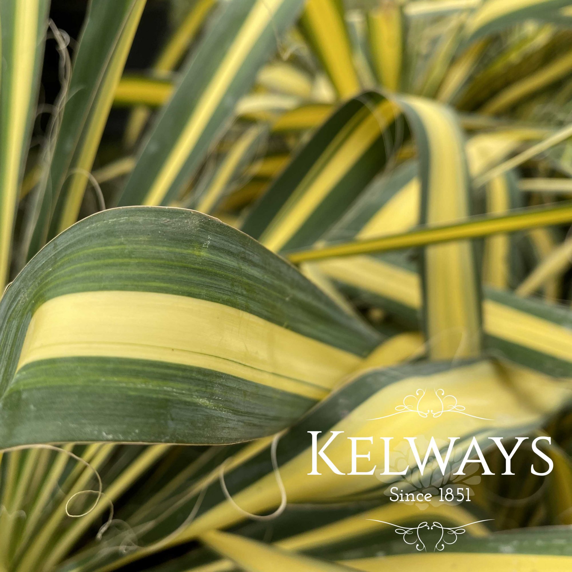 Yucca Golden Sword - Kelways Plants Ltd
