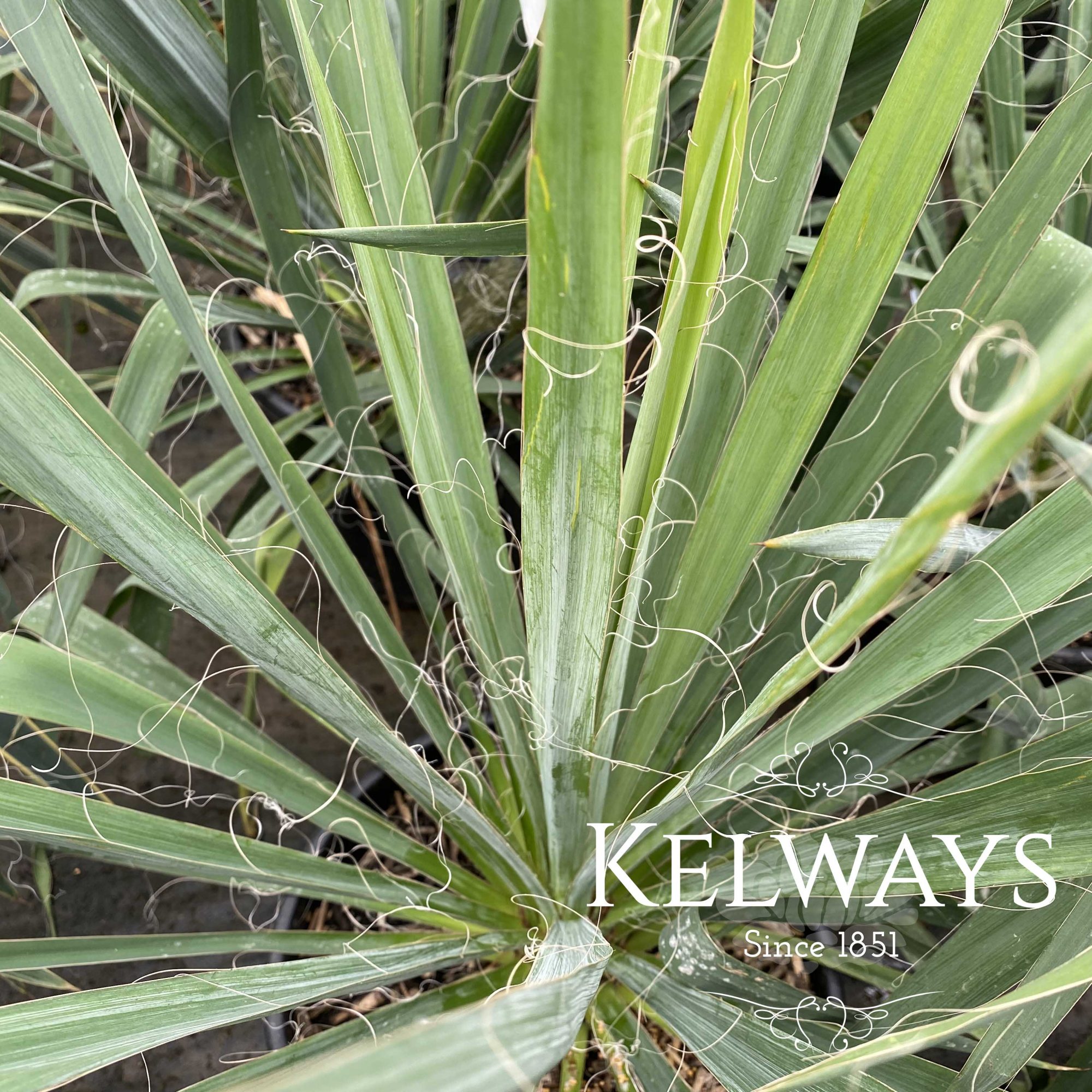 Yucca filamentosa - Kelways Plants Ltd