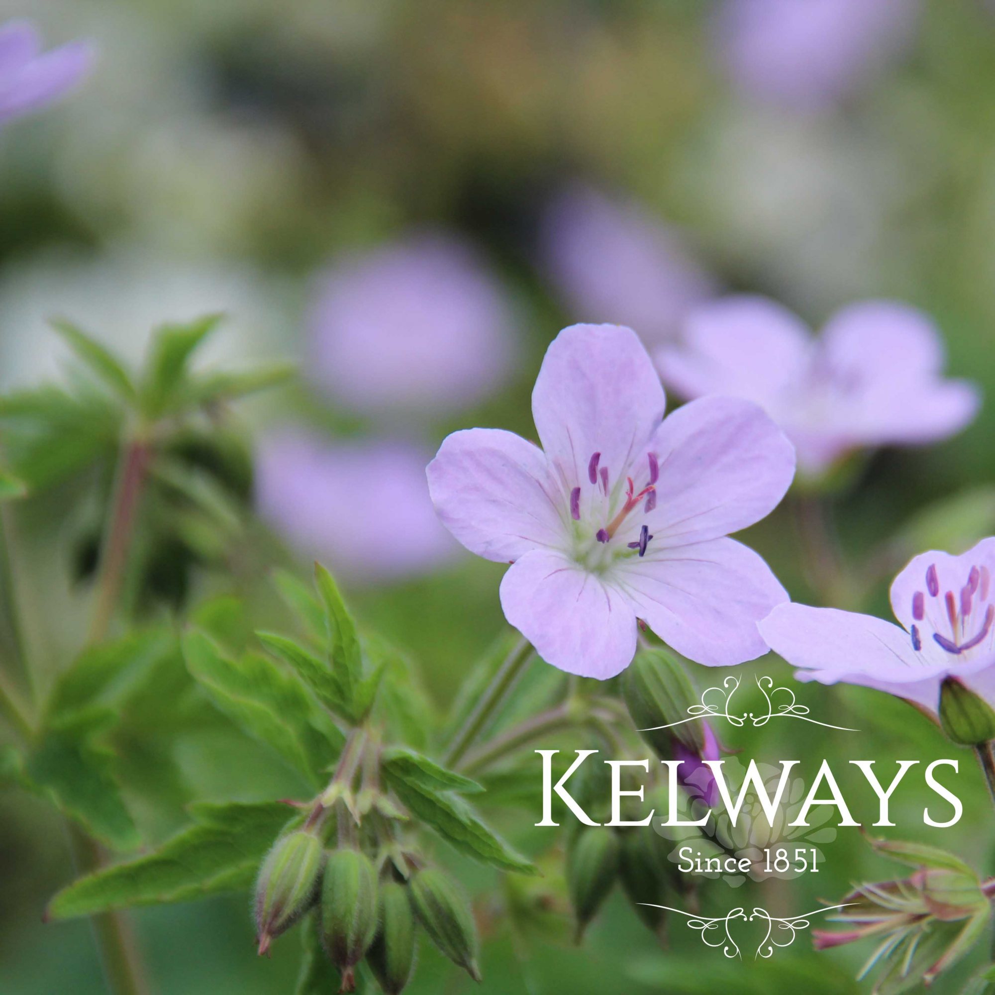 Geranium sylvaticum 'Ice Blue' - Kelways Plants Ltd