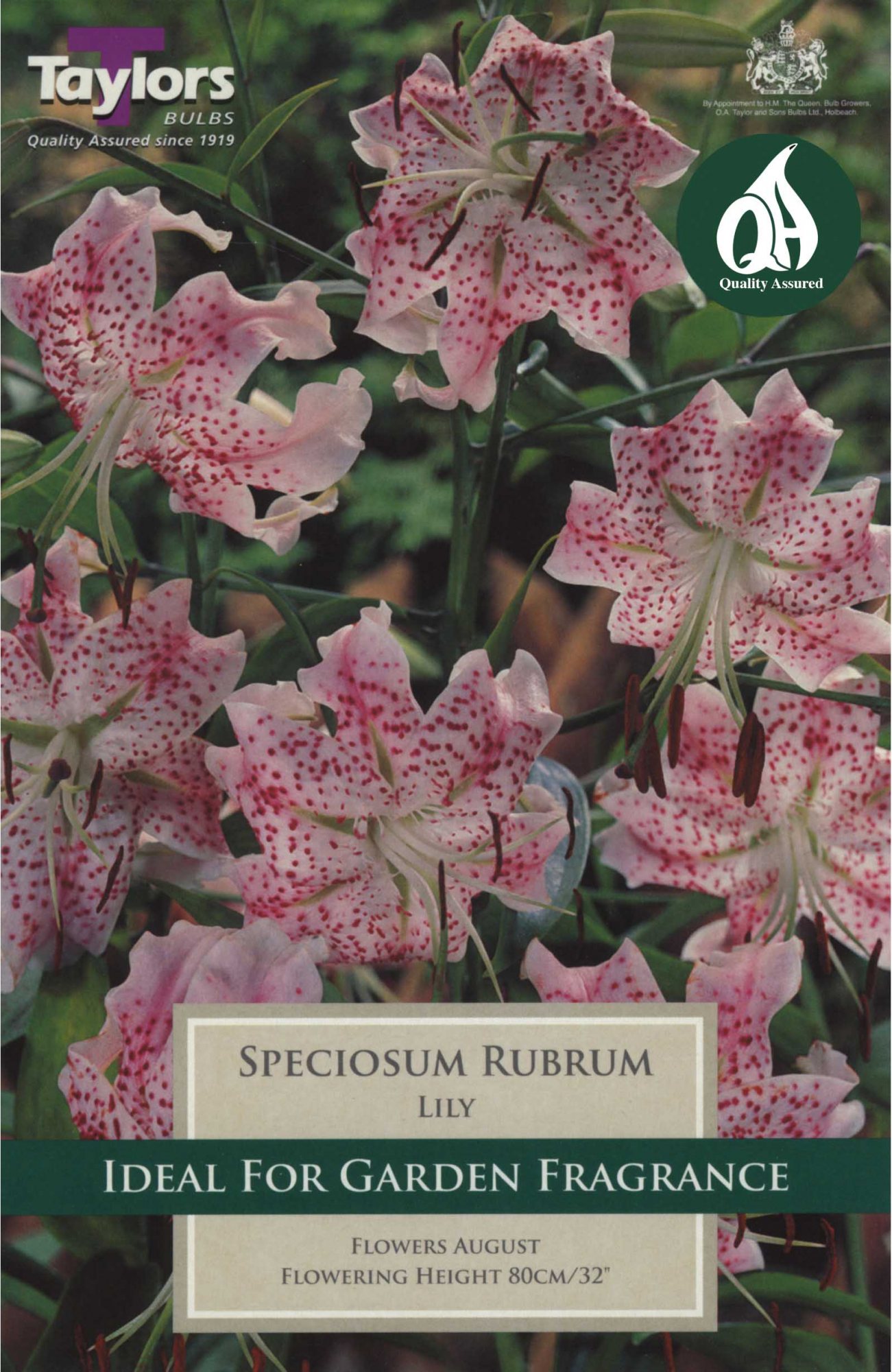 Taylors Bulbs Lilium speciosum rubrum (2 bulbs) - Kelways Plants Ltd