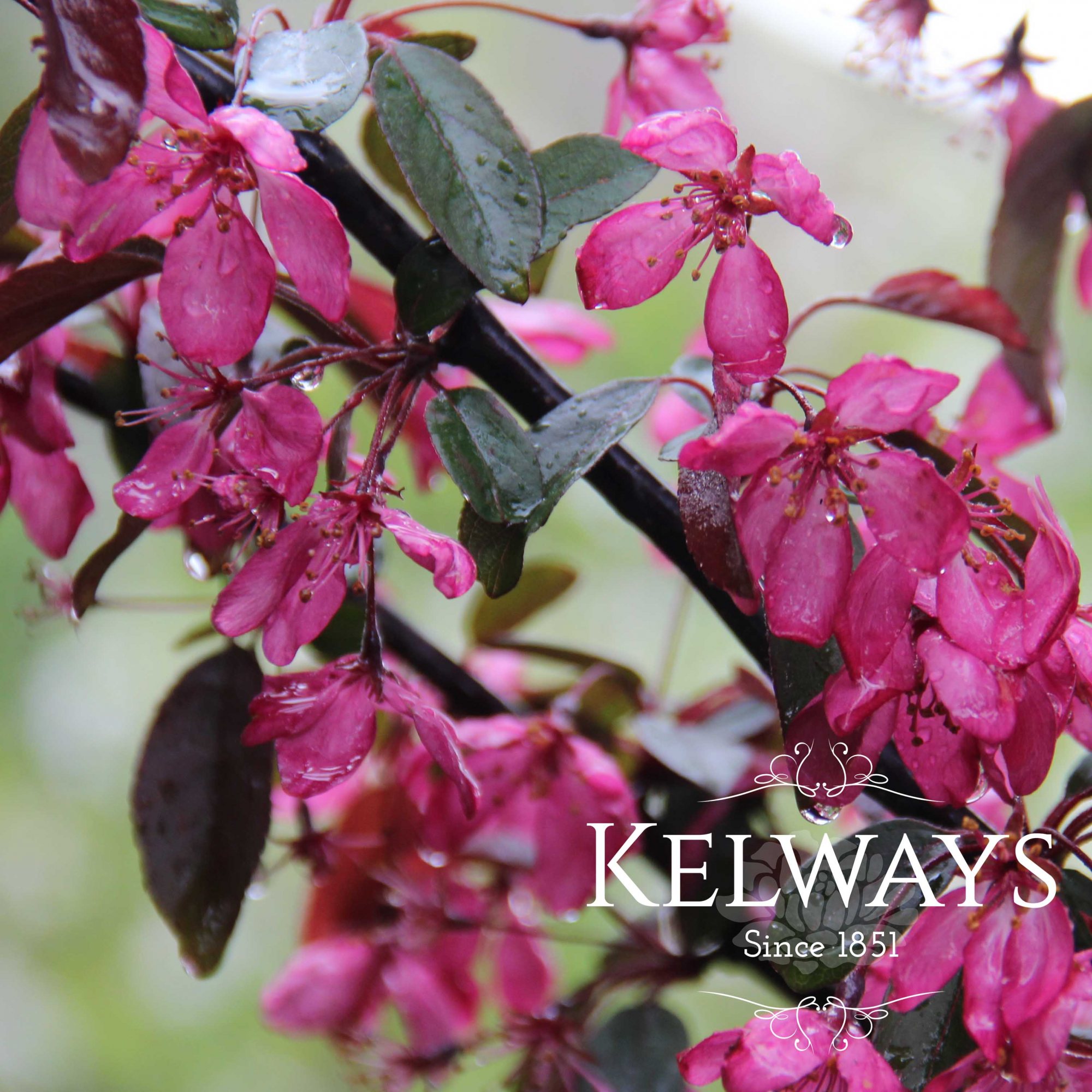 Malus 'Freja' PBR - Kelways Plants Ltd