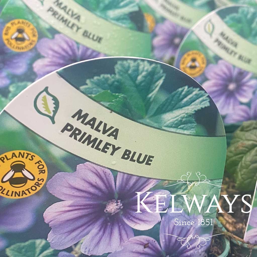 Malva Primley Blue - Kelways Plants Ltd