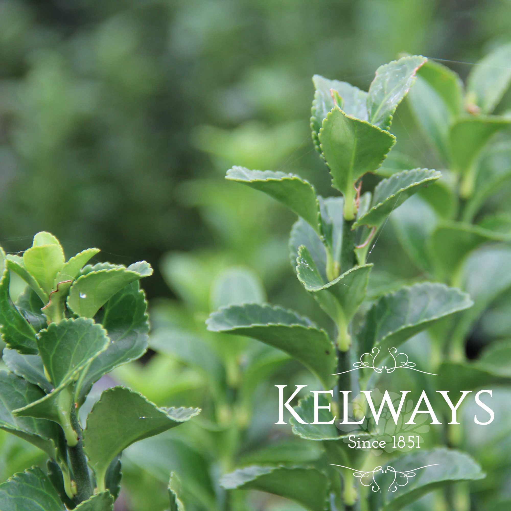 Euonymus japonicus 'Green Rocket' - Kelways Plants Ltd