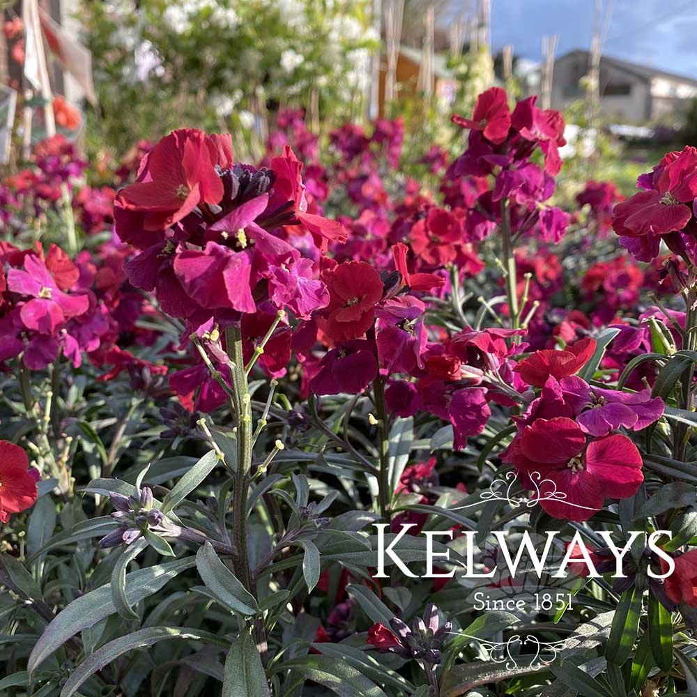 Erysimum 'Red Jep' - Kelways Plants Ltd