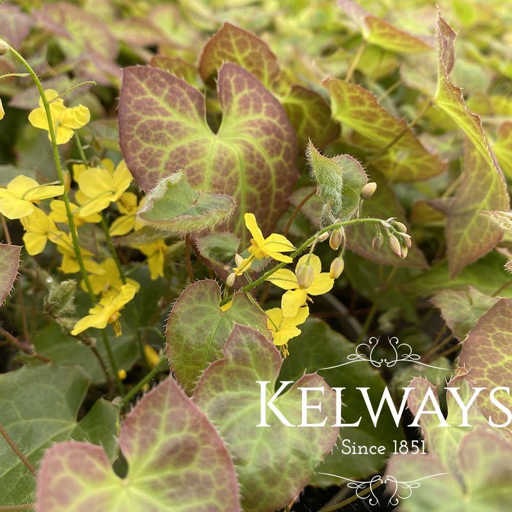 Epimedium pinnatum subsp. colchicum - Kelways Plants Ltd