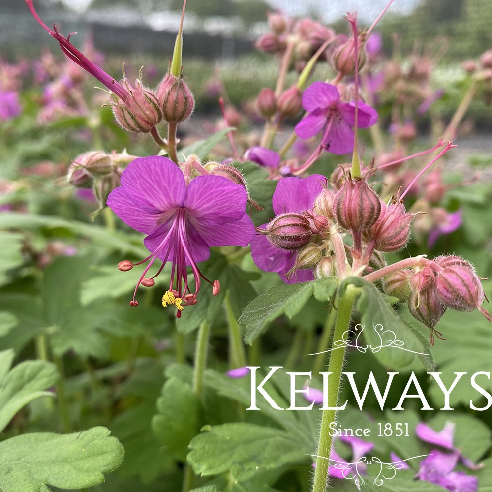 Geranium macrorrhizum 'Bevan's Variety' - Kelways Plants Ltd