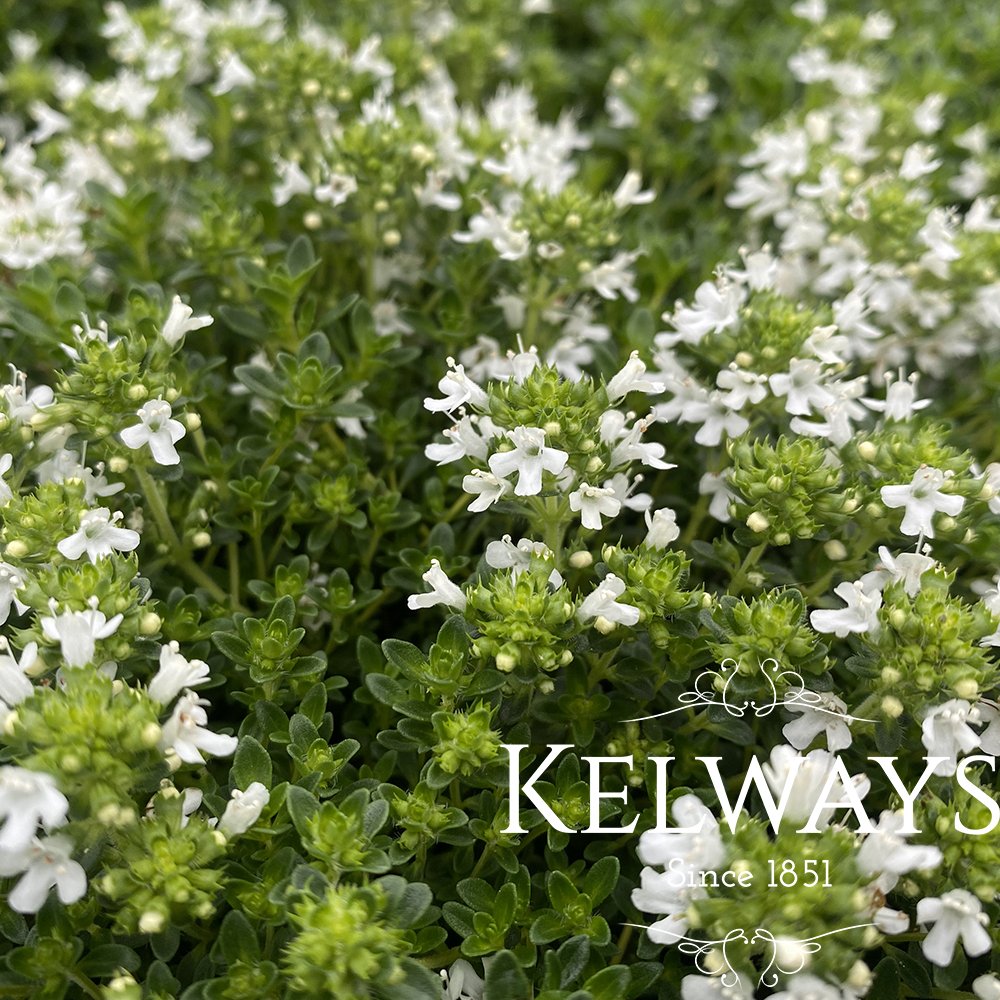 Thymus serpyllum 'Snowdrift' - Kelways Plants Ltd