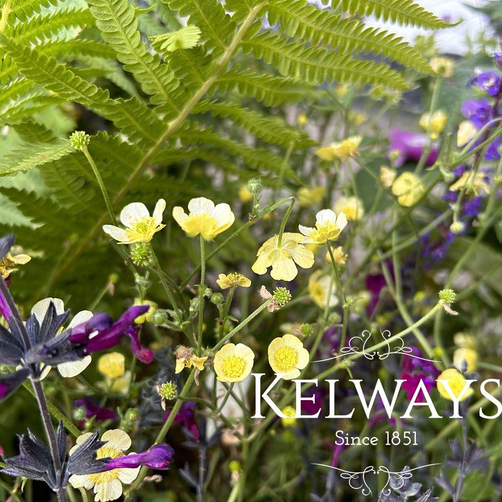 Ranunculus acris 'Citrinus' - Kelways Plants Ltd