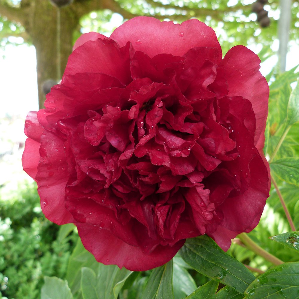 Paeonia 'Vesuvian' - Kelways Plants Ltd