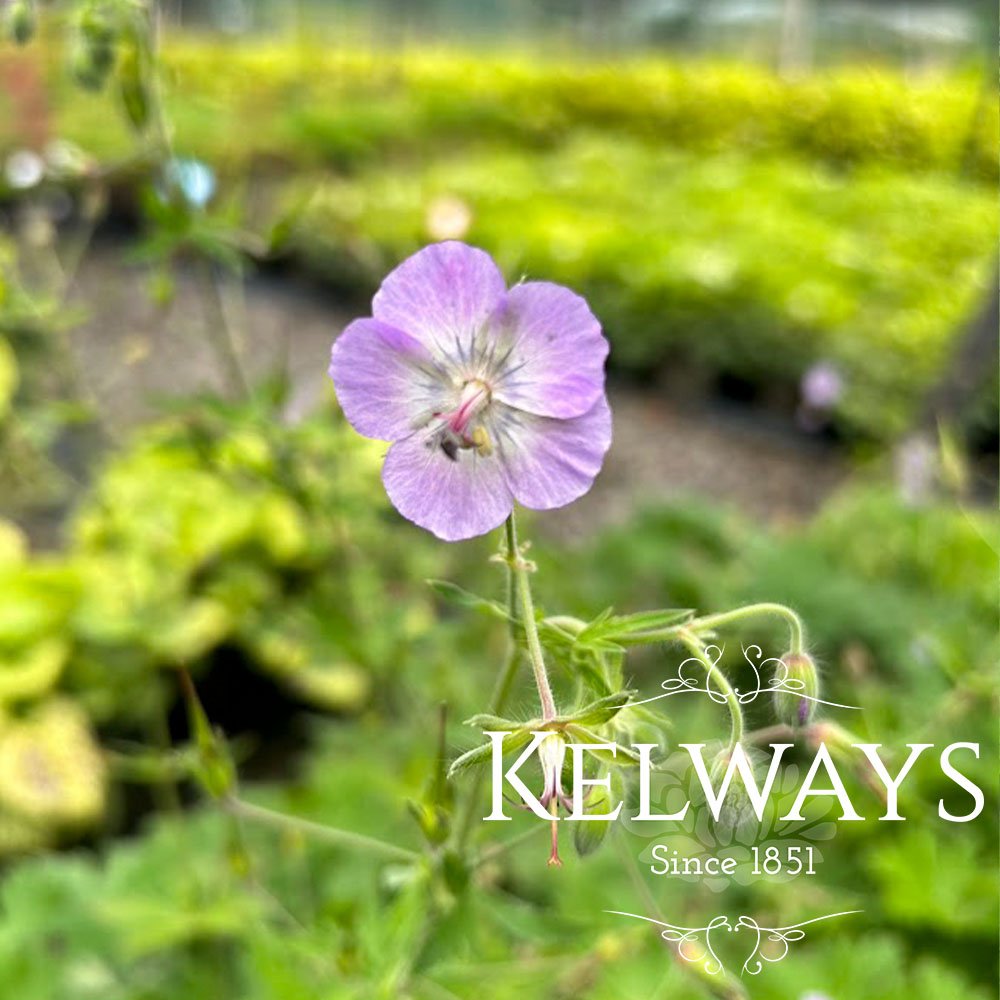Geranium phaeum 'Wendy's Blush' - Kelways Plants Ltd