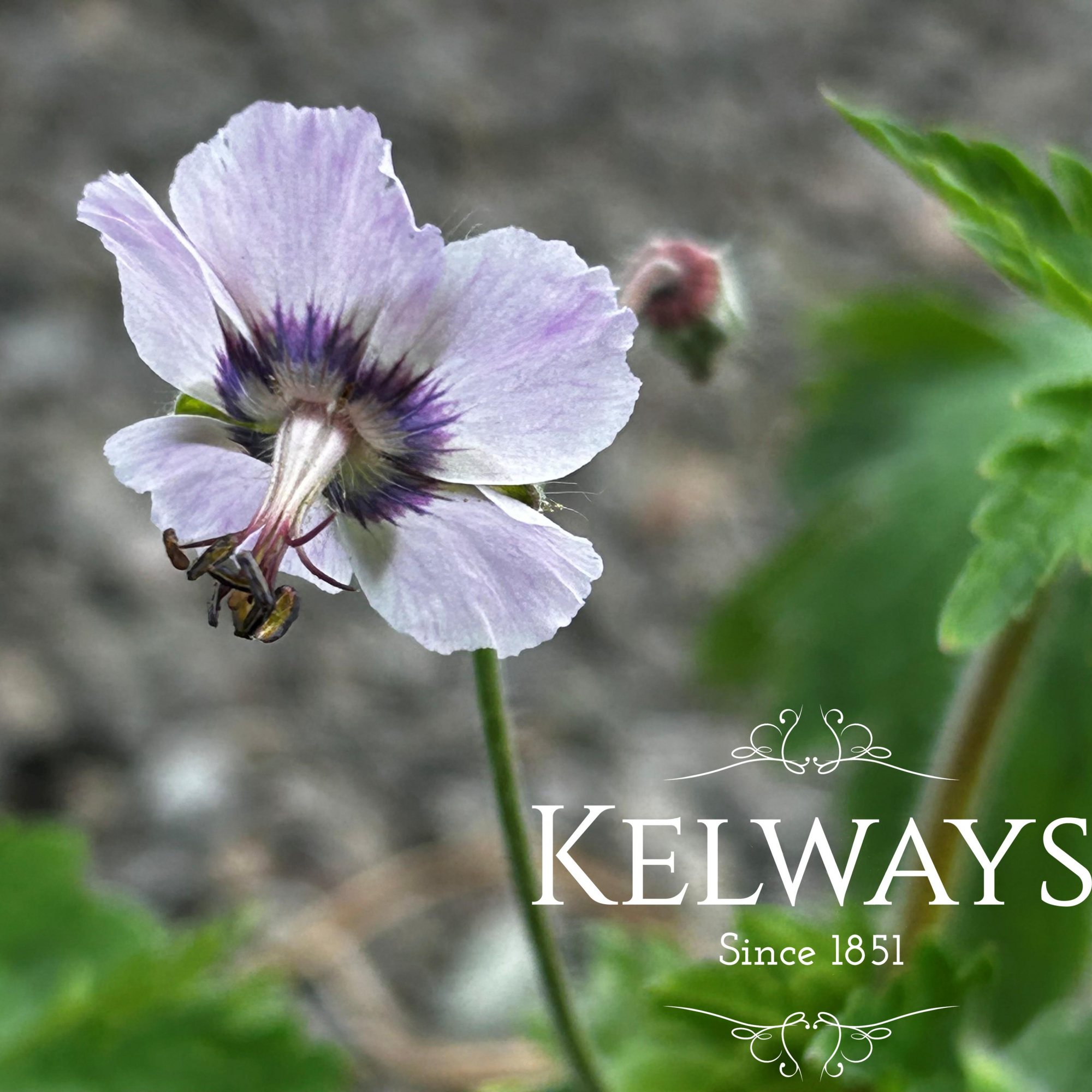 Geranium phaeum 'Wendy's Blush' - Kelways Plants Ltd
