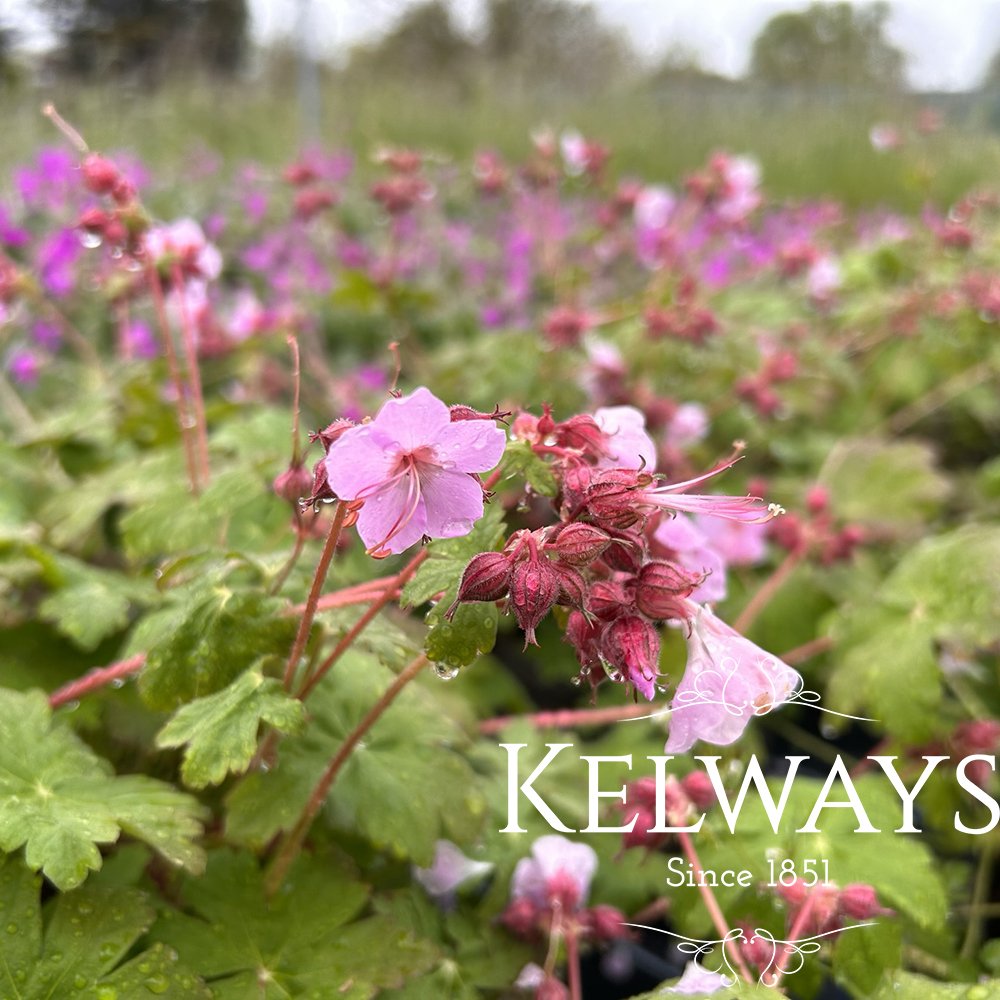 Geranium macrorrhizum 'Ingwersen's Variety' - Kelways Plants Ltd