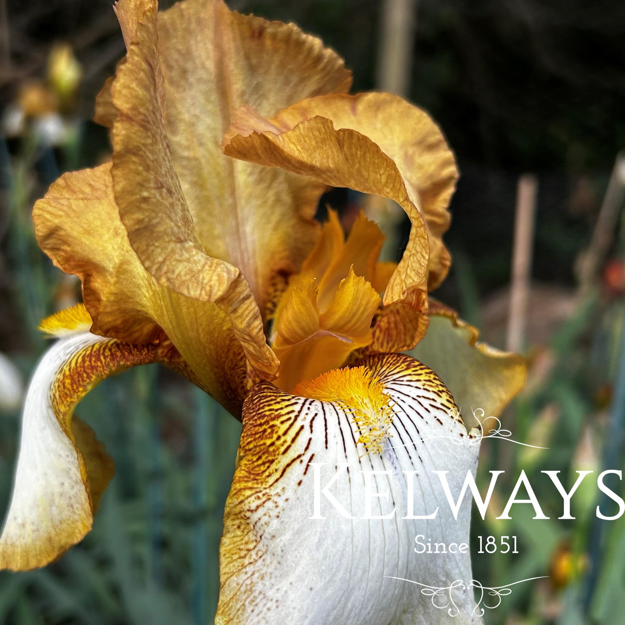 Iris 'Benton Susan' (TB) - Kelways Plants Ltd