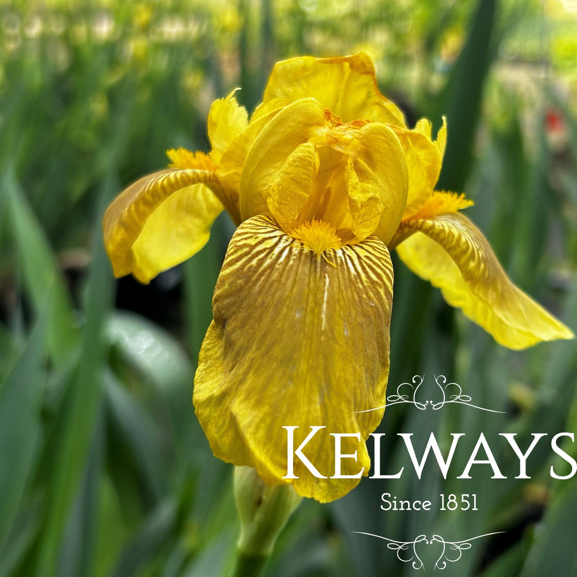 Iris 'Benton Apollo' (TB) - Kelways Plants Ltd