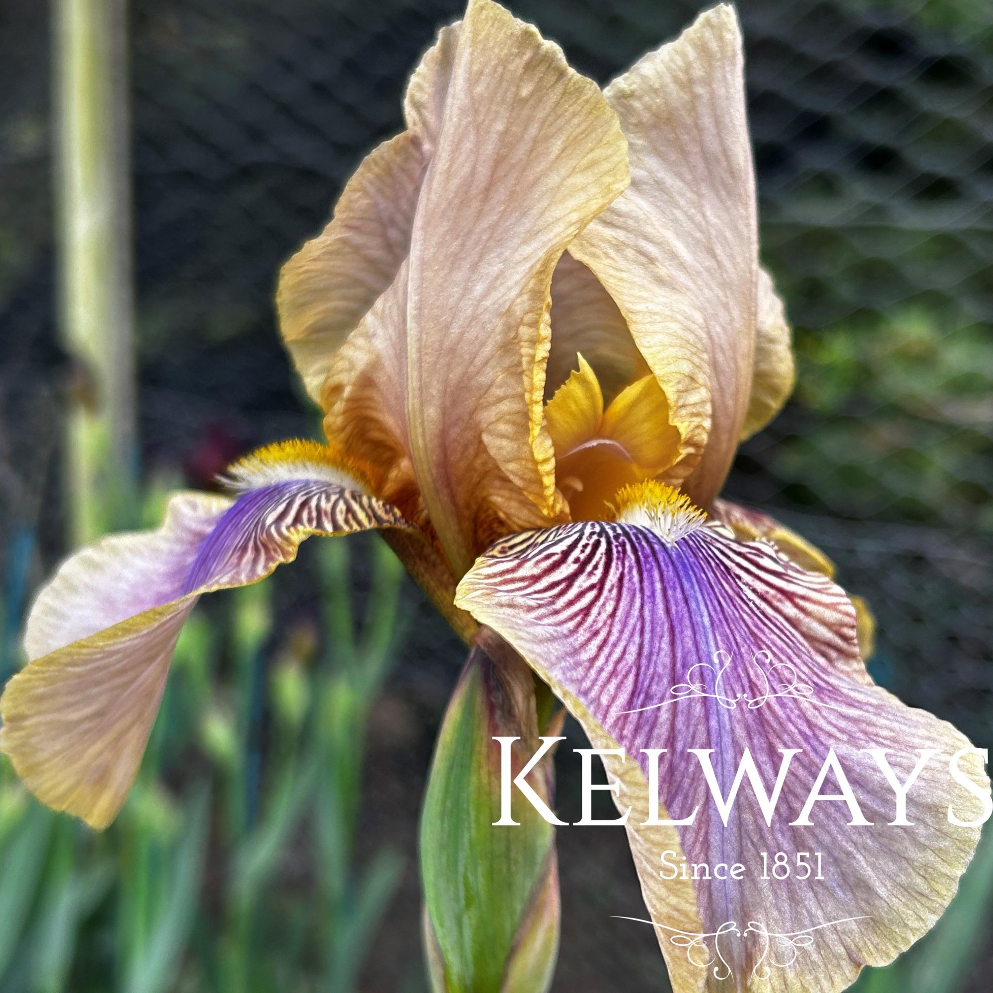 Iris 'Benton Olive' (TB) - Kelways Plants Ltd