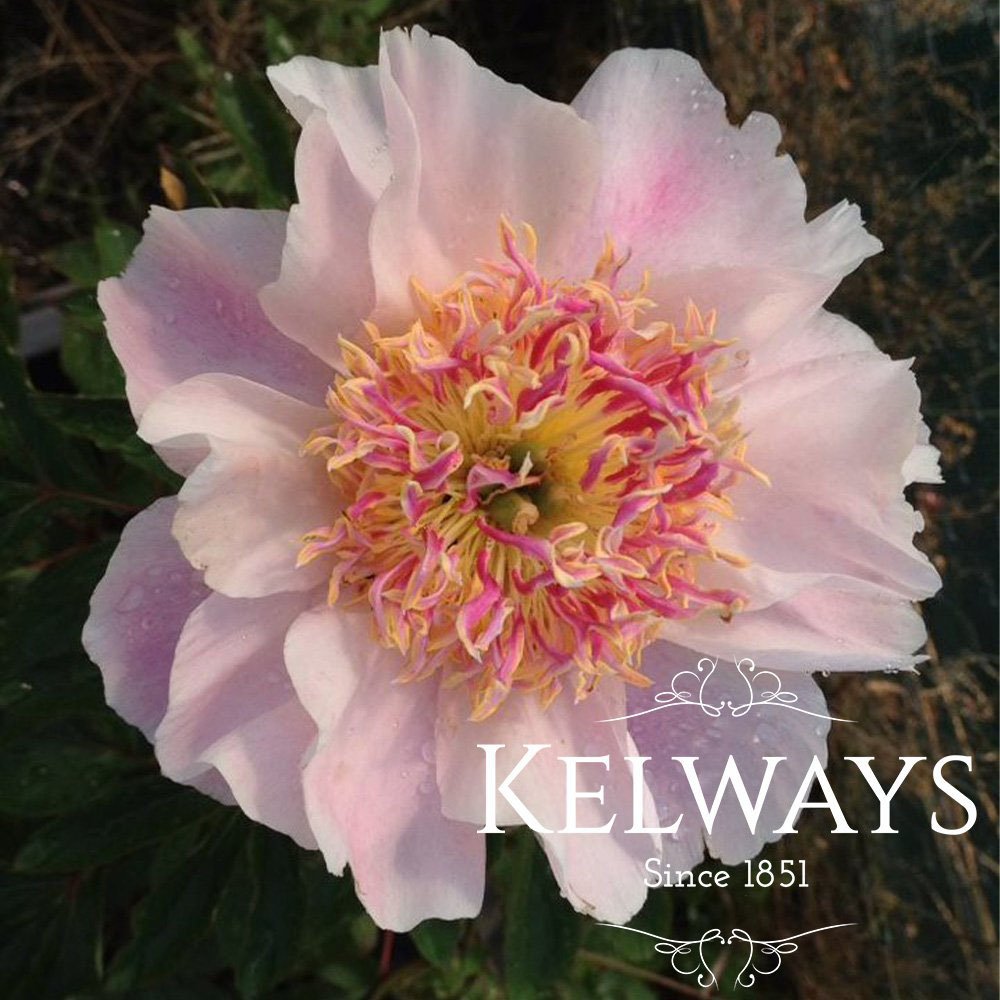 Paeonia 'Do Tell' - Kelways Plants Ltd