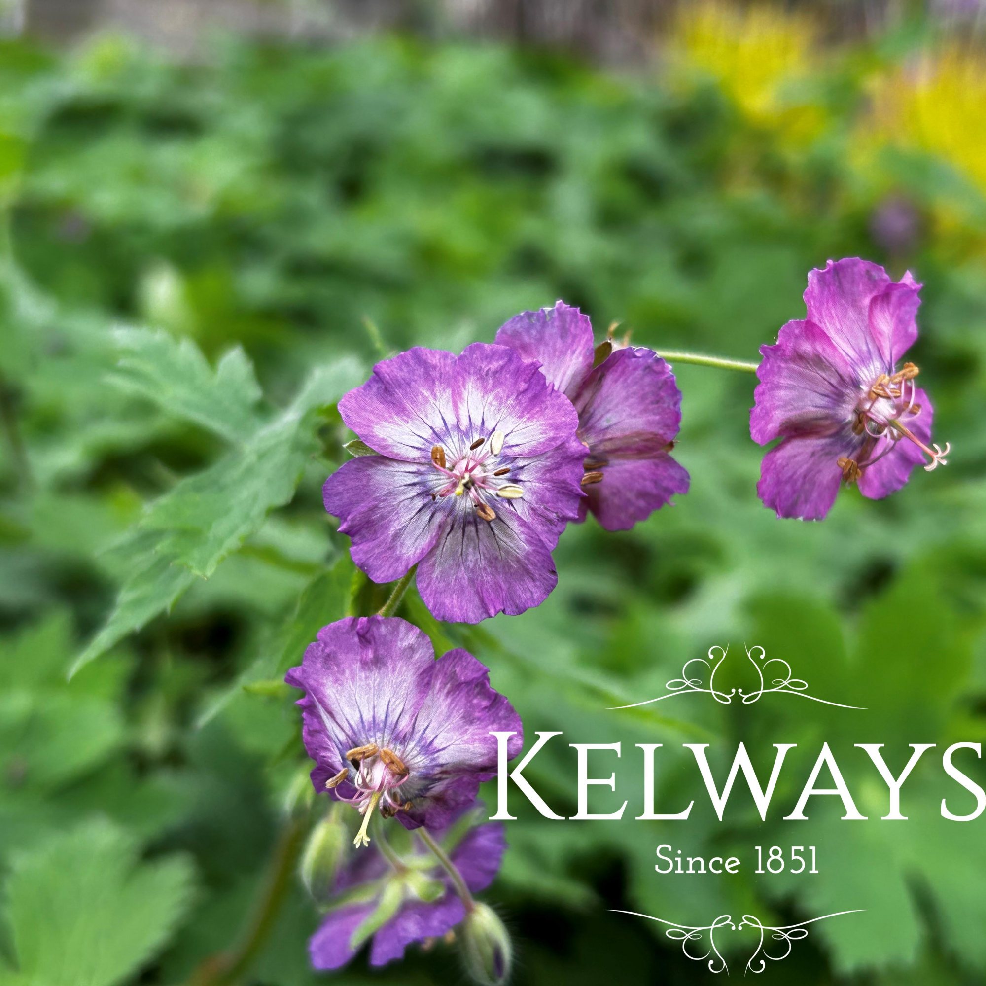Geranium phaeum 'Robin's Angel Eyes' - Kelways Plants Ltd