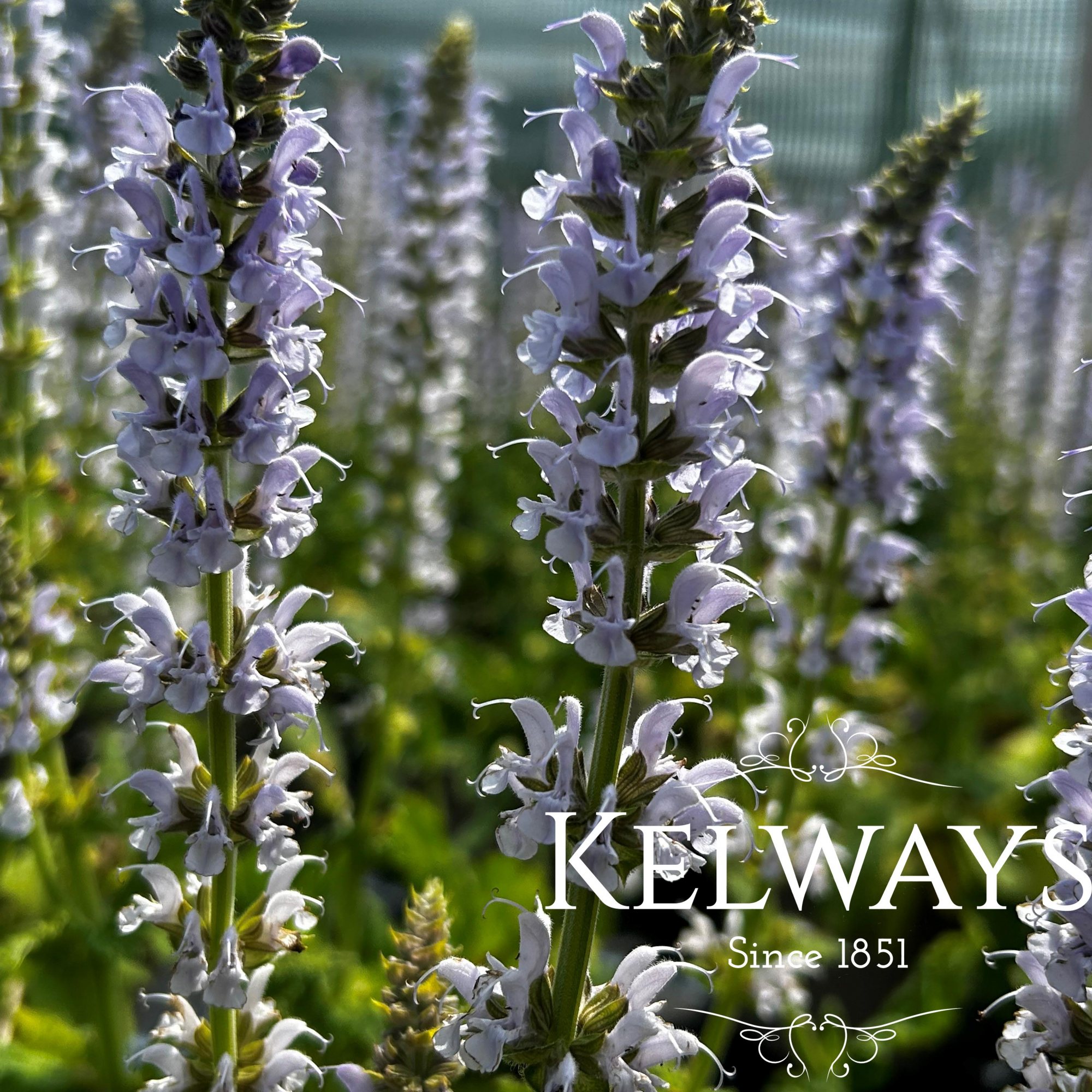 Salvia x sylvestris 'Crystal Blue' PBR (Color Spires Series) - Kelways ...