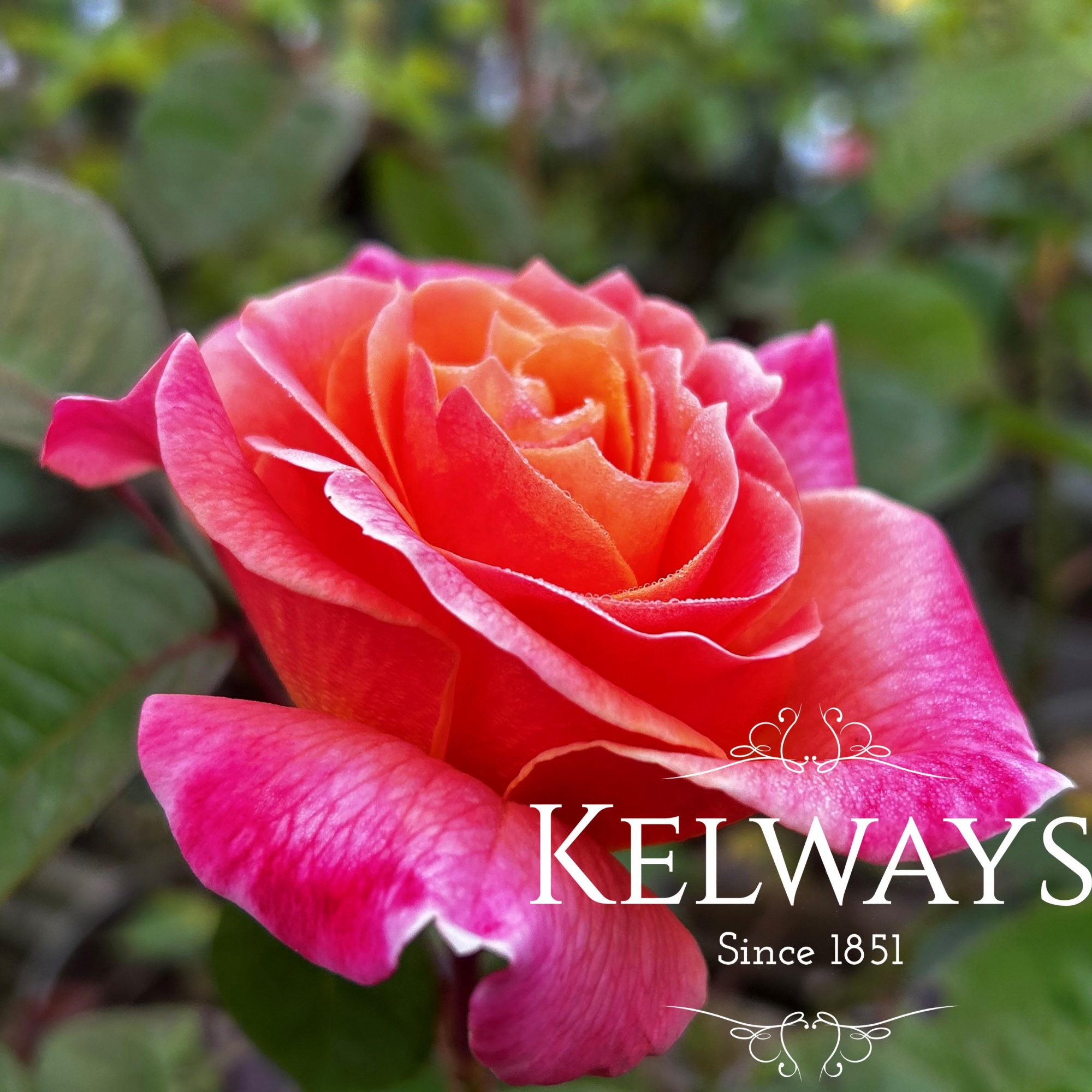 Rosa 'Kathleen's Rose' - Kelways Plants Ltd