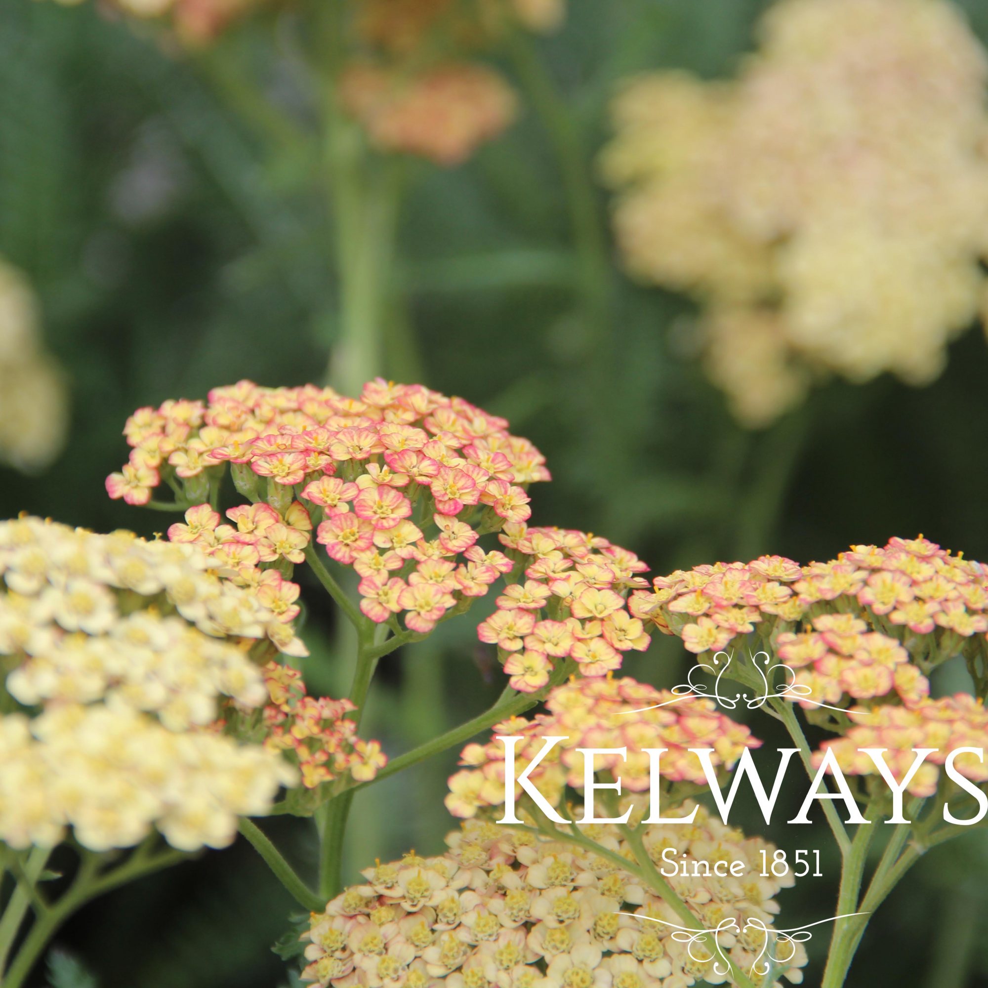 Achillea millefolium 'Tricolor' (Rainbow Series) - Kelways Plants Ltd