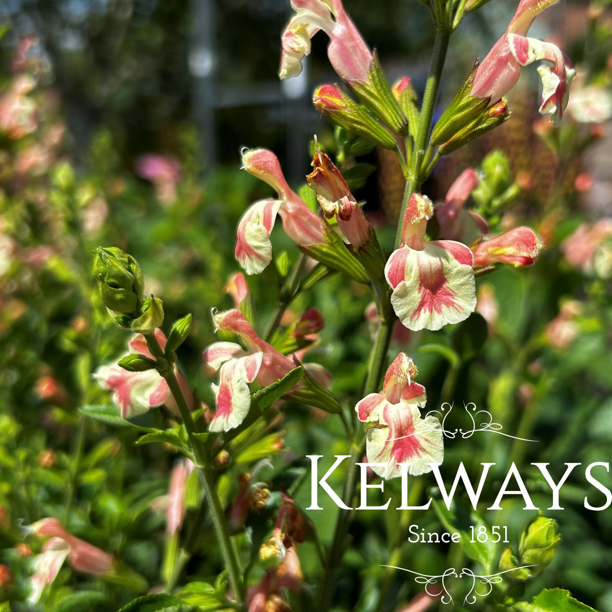 Salvia x jamensis BELLE DE LOIRE ('Barsabel') - Kelways Plants Ltd