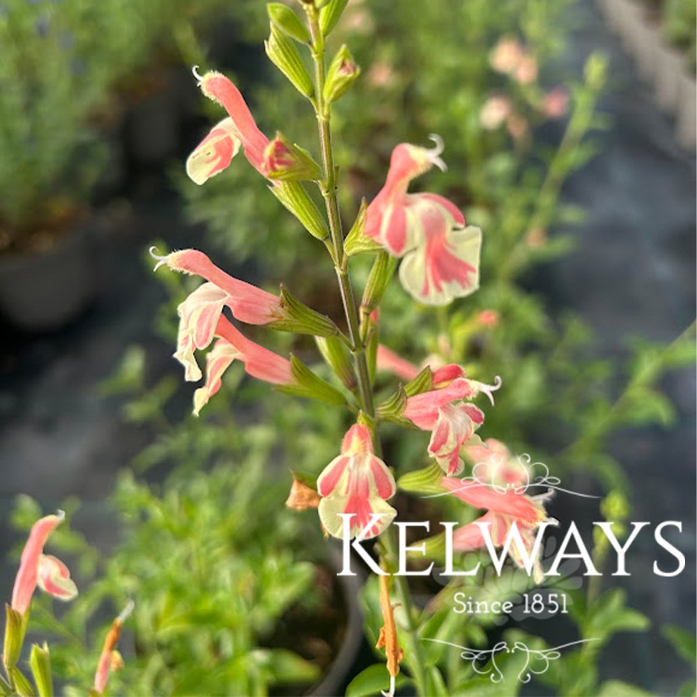 Salvia x jamensis BELLE DE LOIRE ('Barsabel') - Kelways Plants Ltd