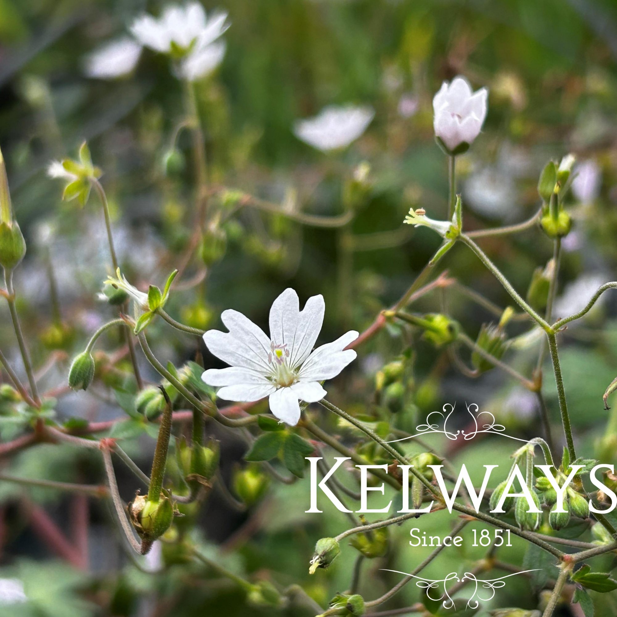 Geranium pyrenaicum 'Summer Snow' - Kelways Plants Ltd