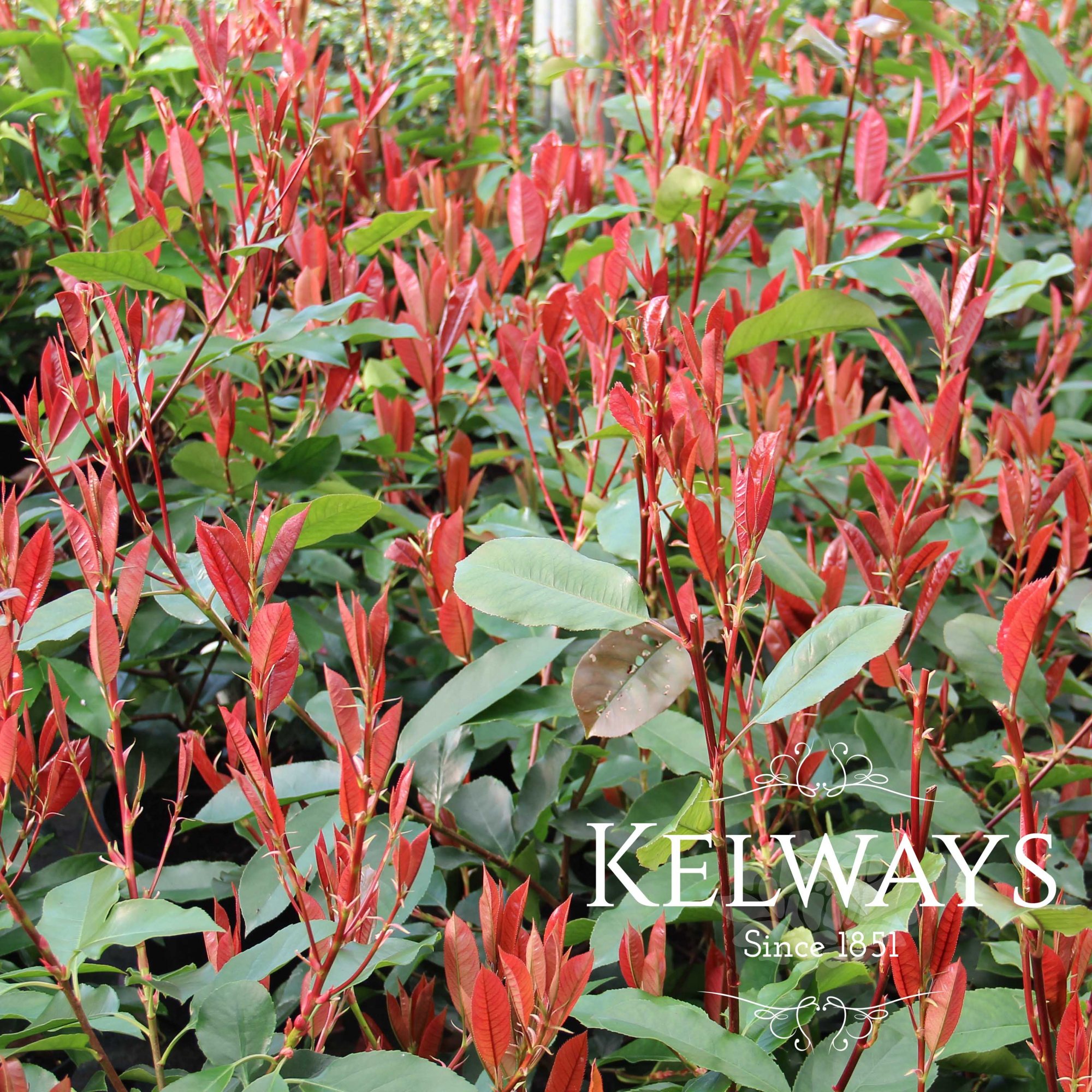 Photinia x fraseri 'Red Robin' - Kelways Plants Ltd