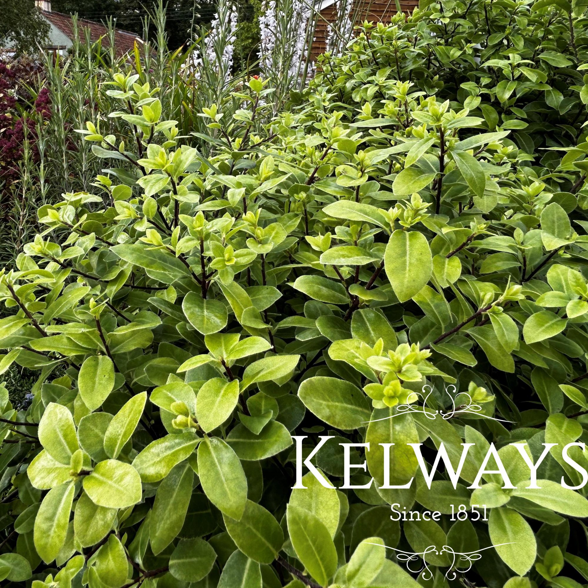 Pittosporum tenuifolium 'Golf Ball' PBR - Kelways Plants Ltd