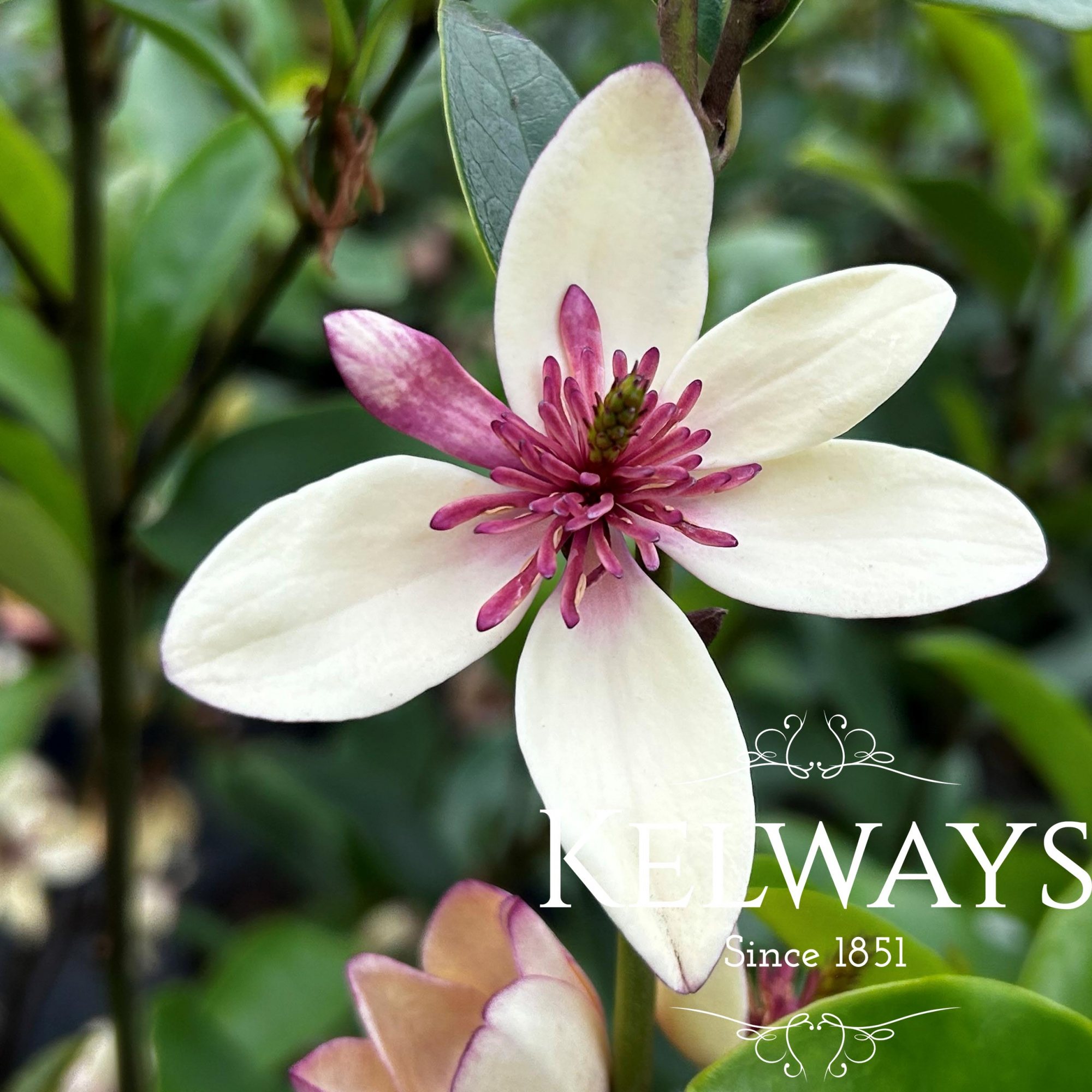Magnolia 'White Caviar' - Kelways Plants Ltd