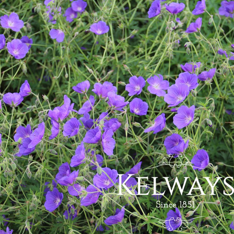 Geranium 'Orion' - Kelways Plants Ltd